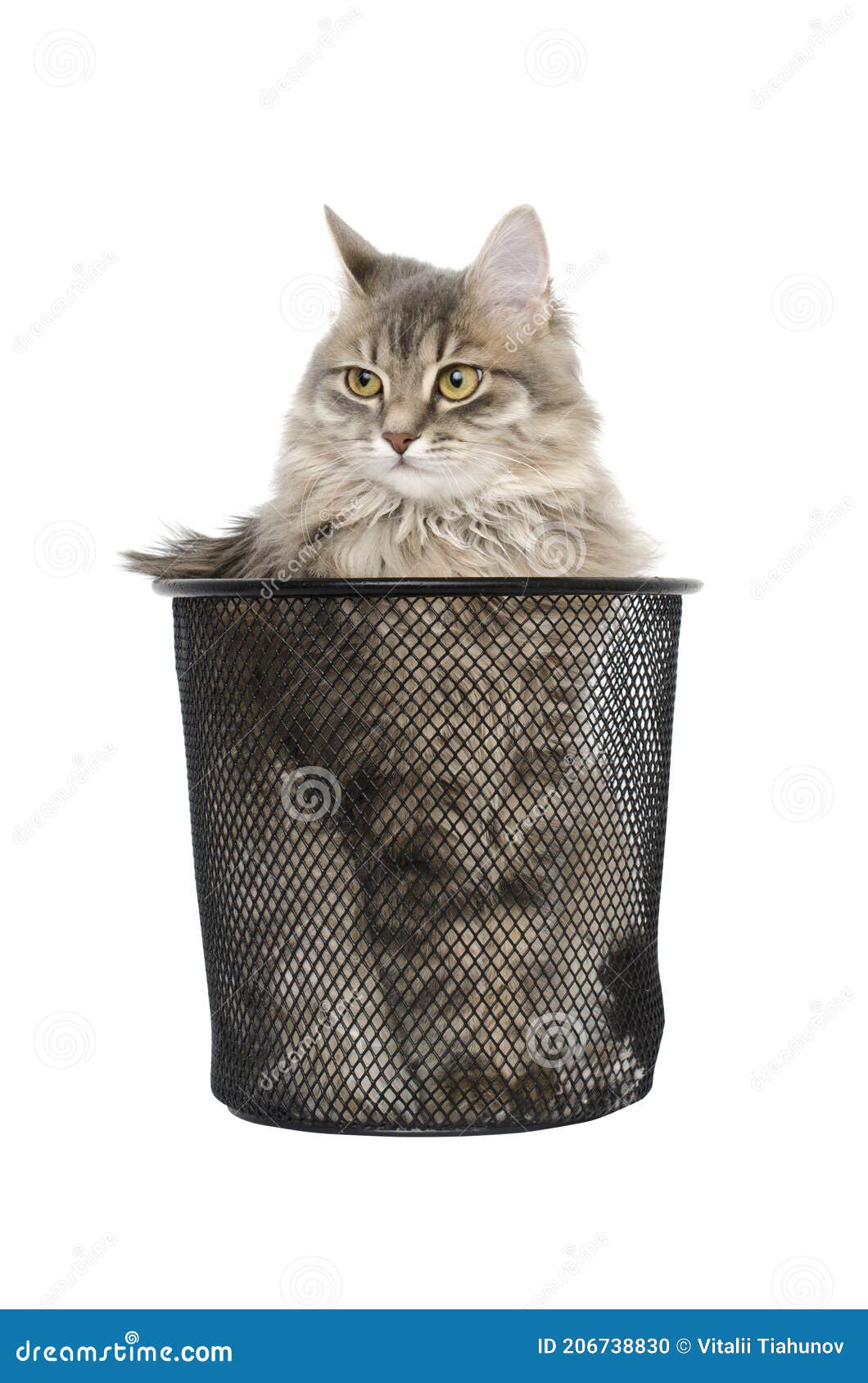 Cat in Black Rubbish Steel Waste Bin Stock Photo - Image of steel ...