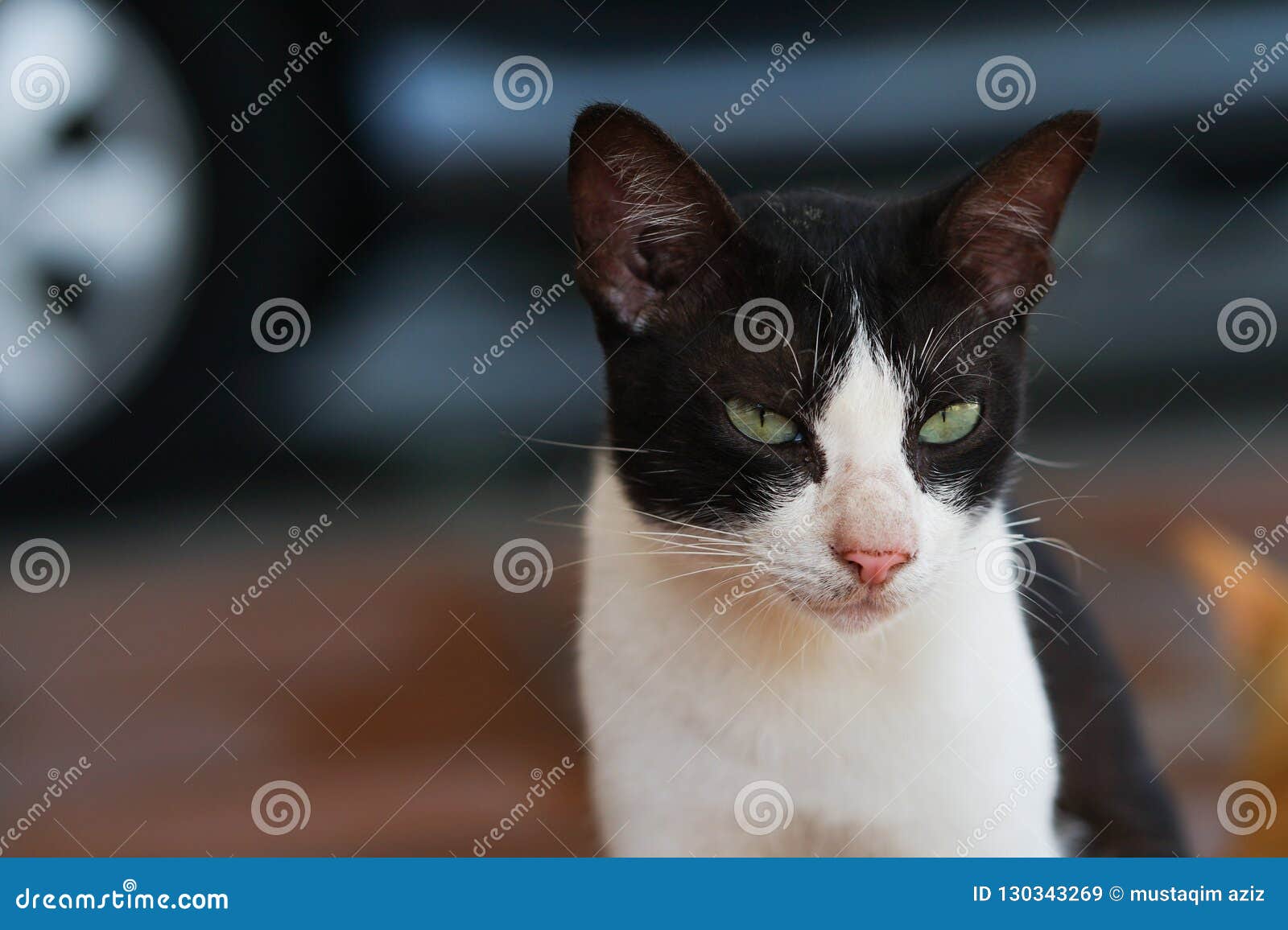 The cat stock image. Image of white, black, catty - 130343269