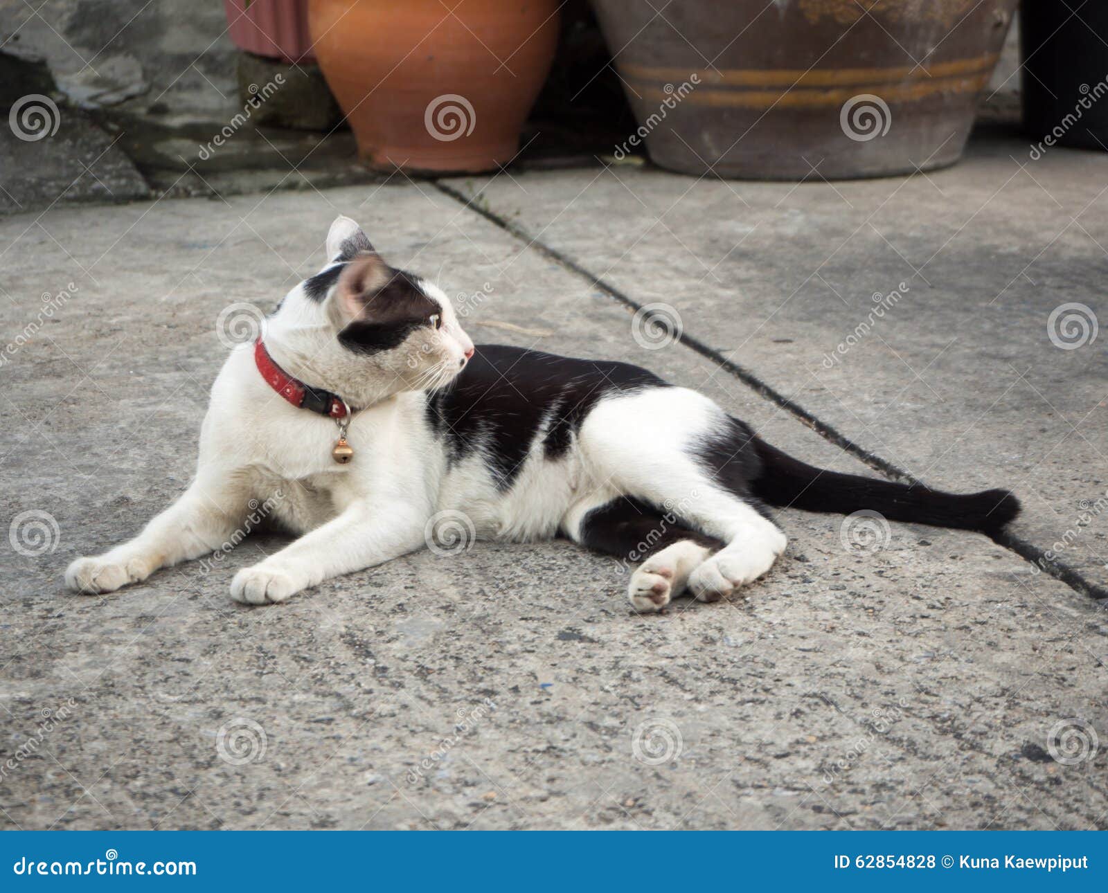 Cat stock photo. Image of small, white, cozy, comfortable - 62854828