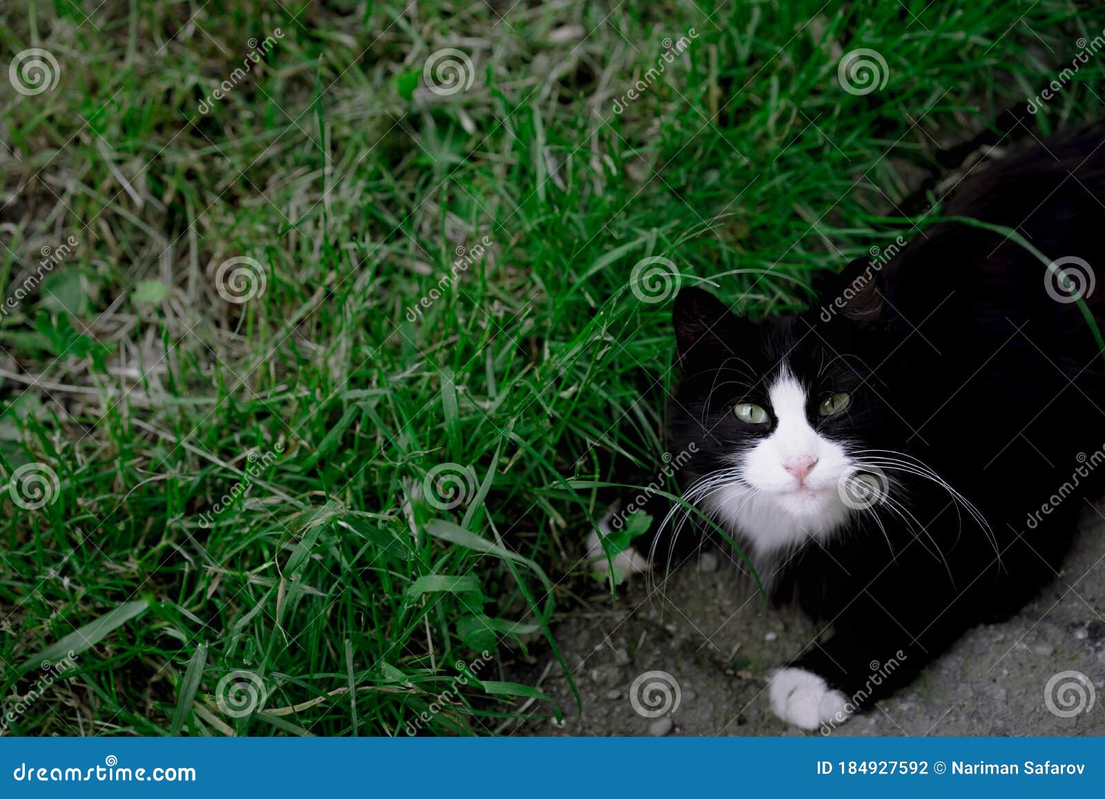 Cat with a Black and White Face Stock Photo - Image of autumn, white ...