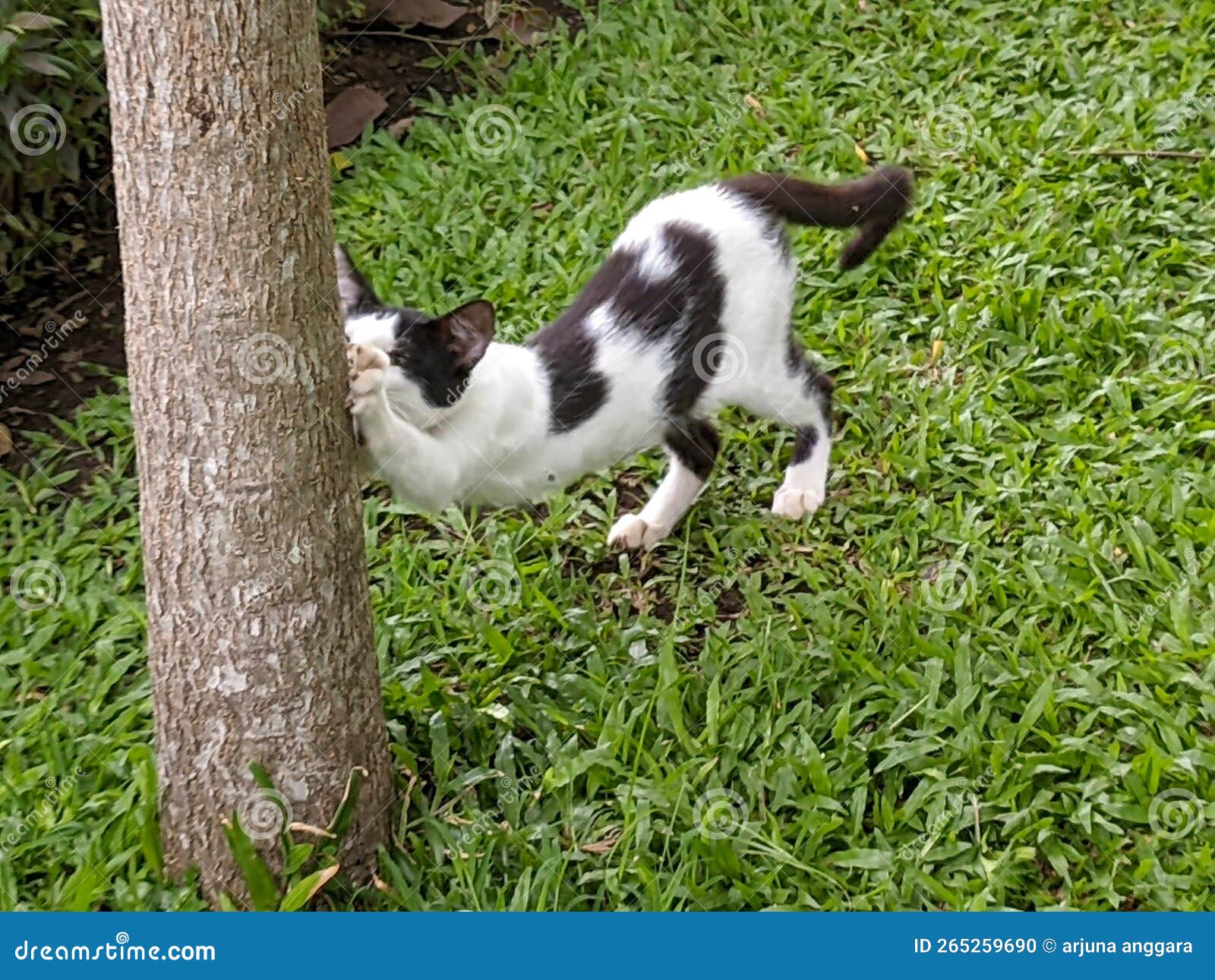A Cat with Black and White Fur Clawing a Tree Stock Photo - Image of ...