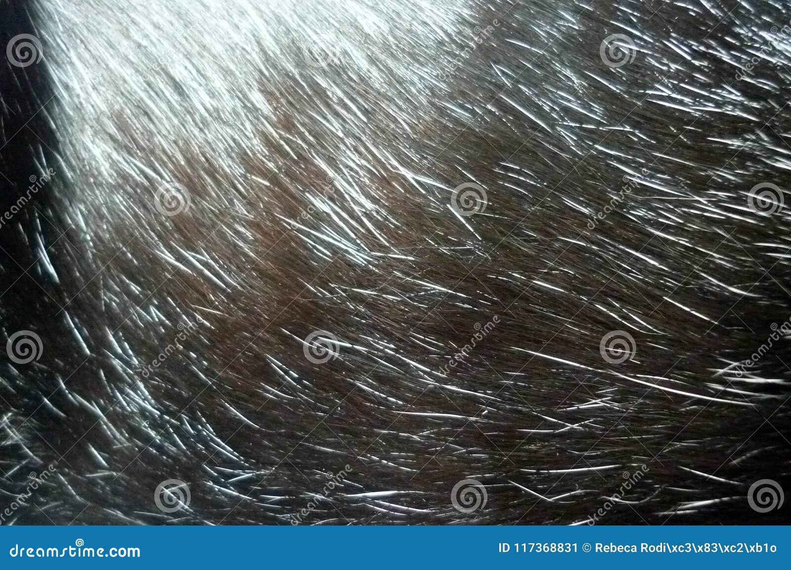 Black Cat Dandruff