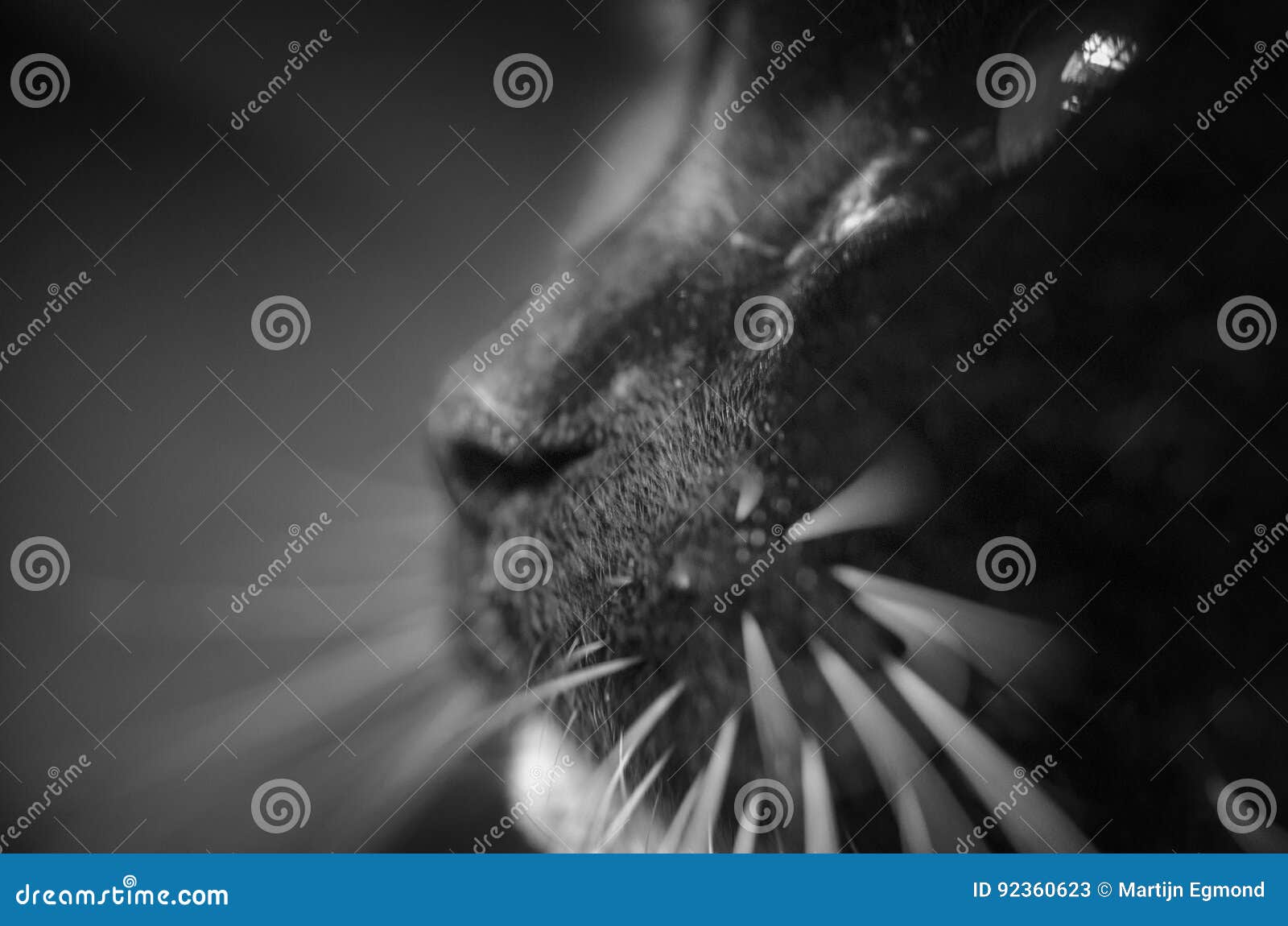 Cat stock image. Image of soft, eyes, cute, lovely, face - 92360623