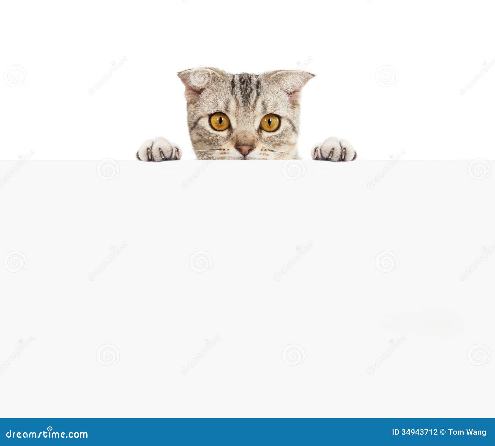 Cat with blank board stock photo. Image of kitty, domestic - 34943712
