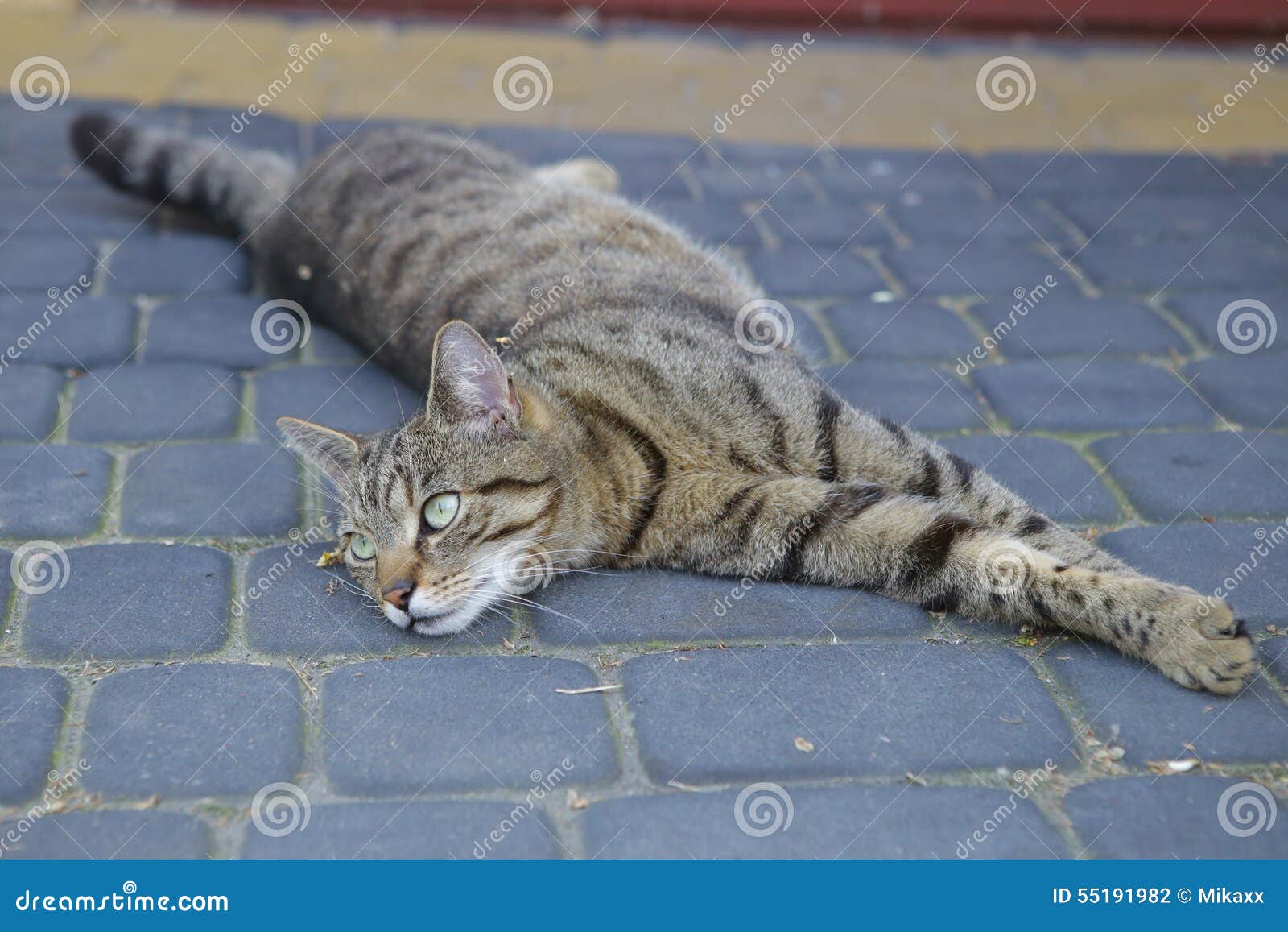 Cat stock photo. Image of brick, grass, wood, animal - 55191982