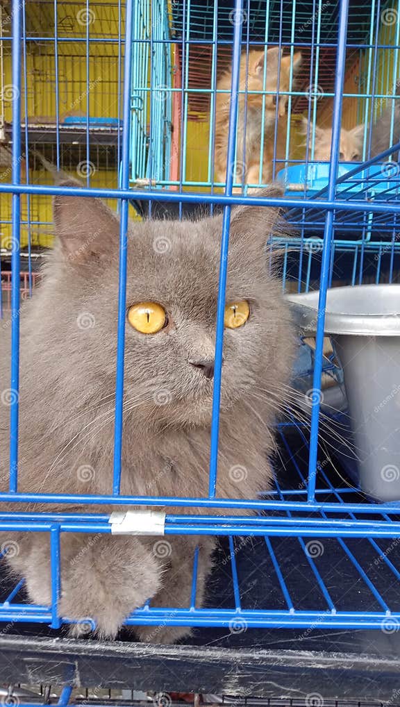 Cat in the blue cage stock image. Image of window, mammal - 262590141