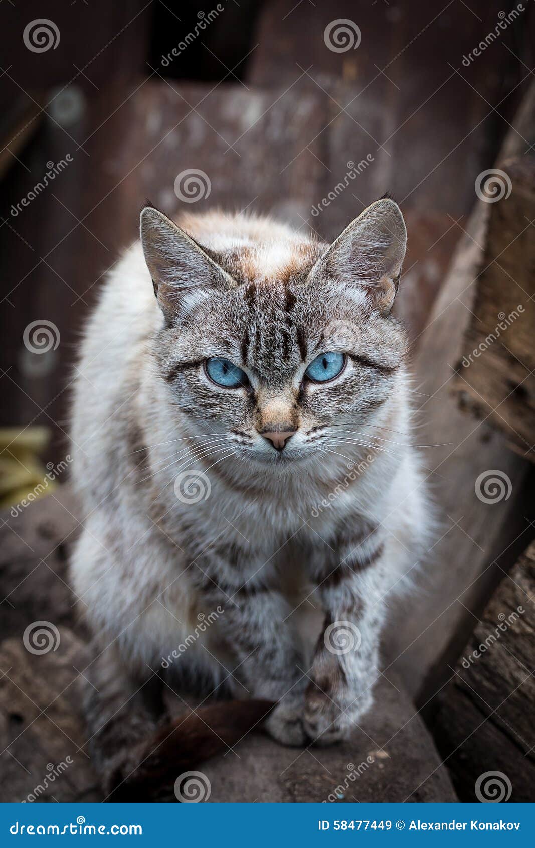 Brown Brooding Cat Photos - Free & Royalty-Free Stock Photos from ...