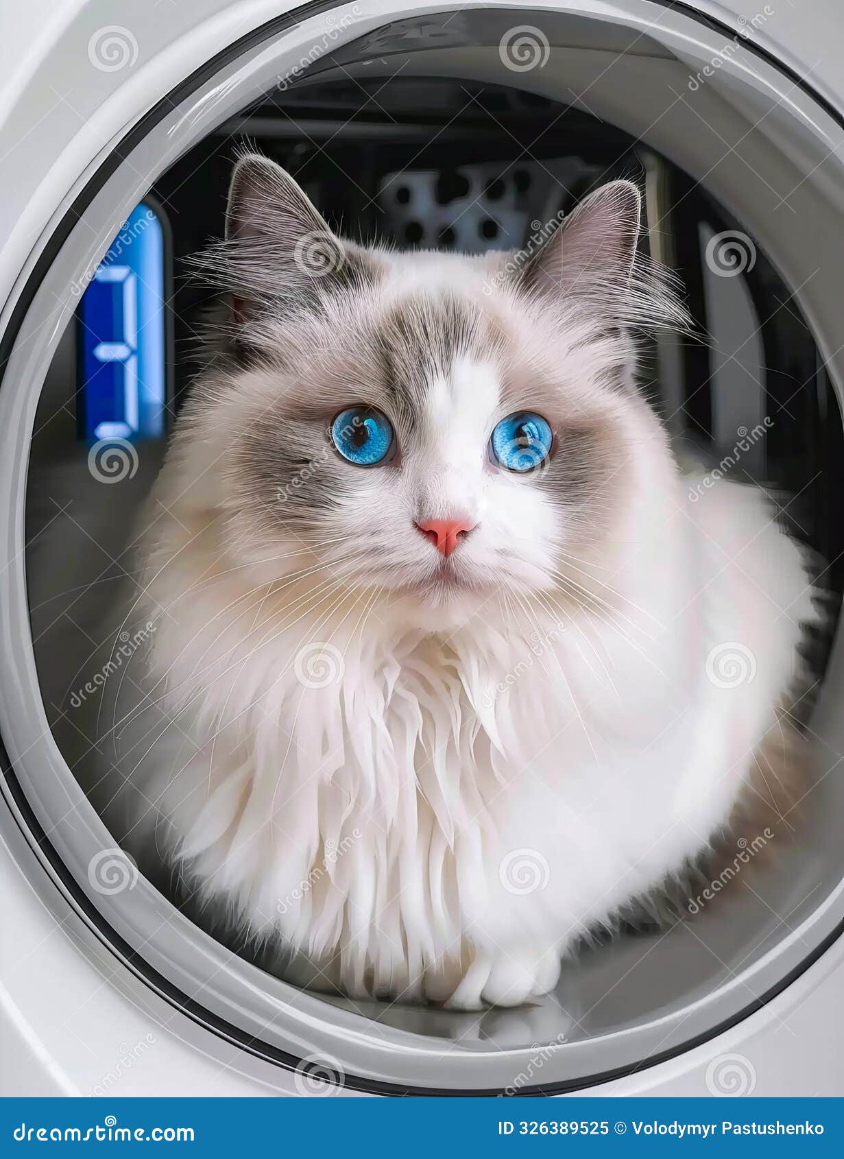 A Cat with Blue Eyes Sitting Inside a Washing Machine Stock Image ...