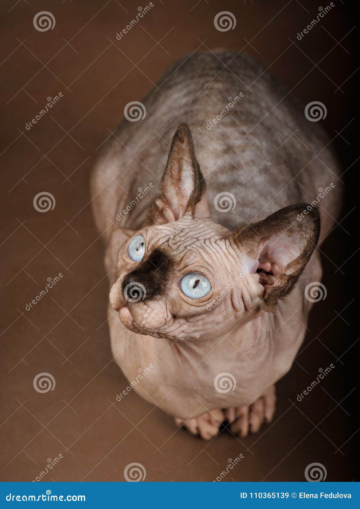 Blue Sphinx Stock Photo | CartoonDealer.com #3251088