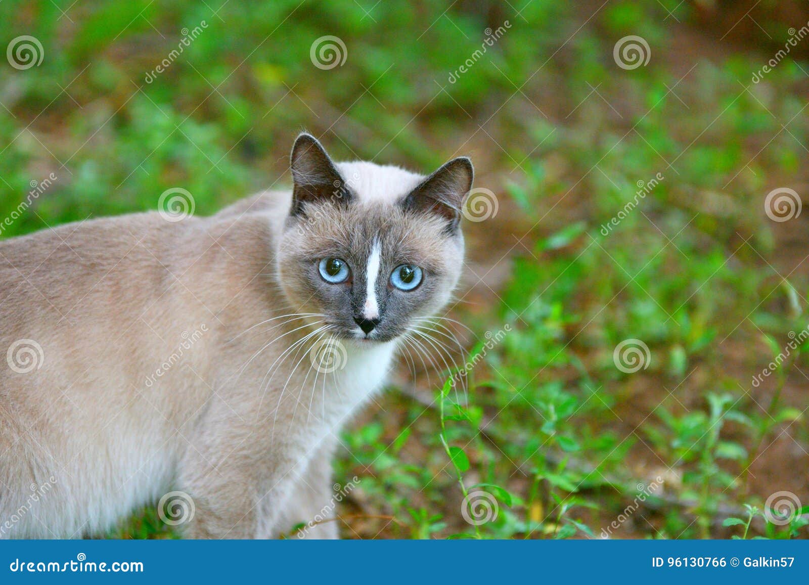 Cat with blue eyes stock photo. Image of charming, small - 96130766