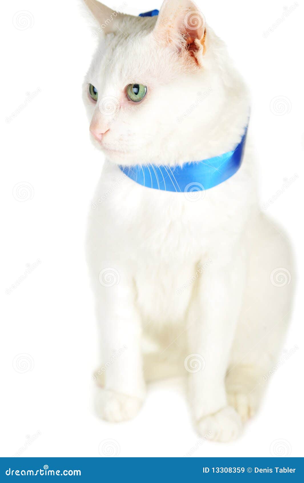 Cat with blue ribbon stock image. Image of blue, eyes - 13308359