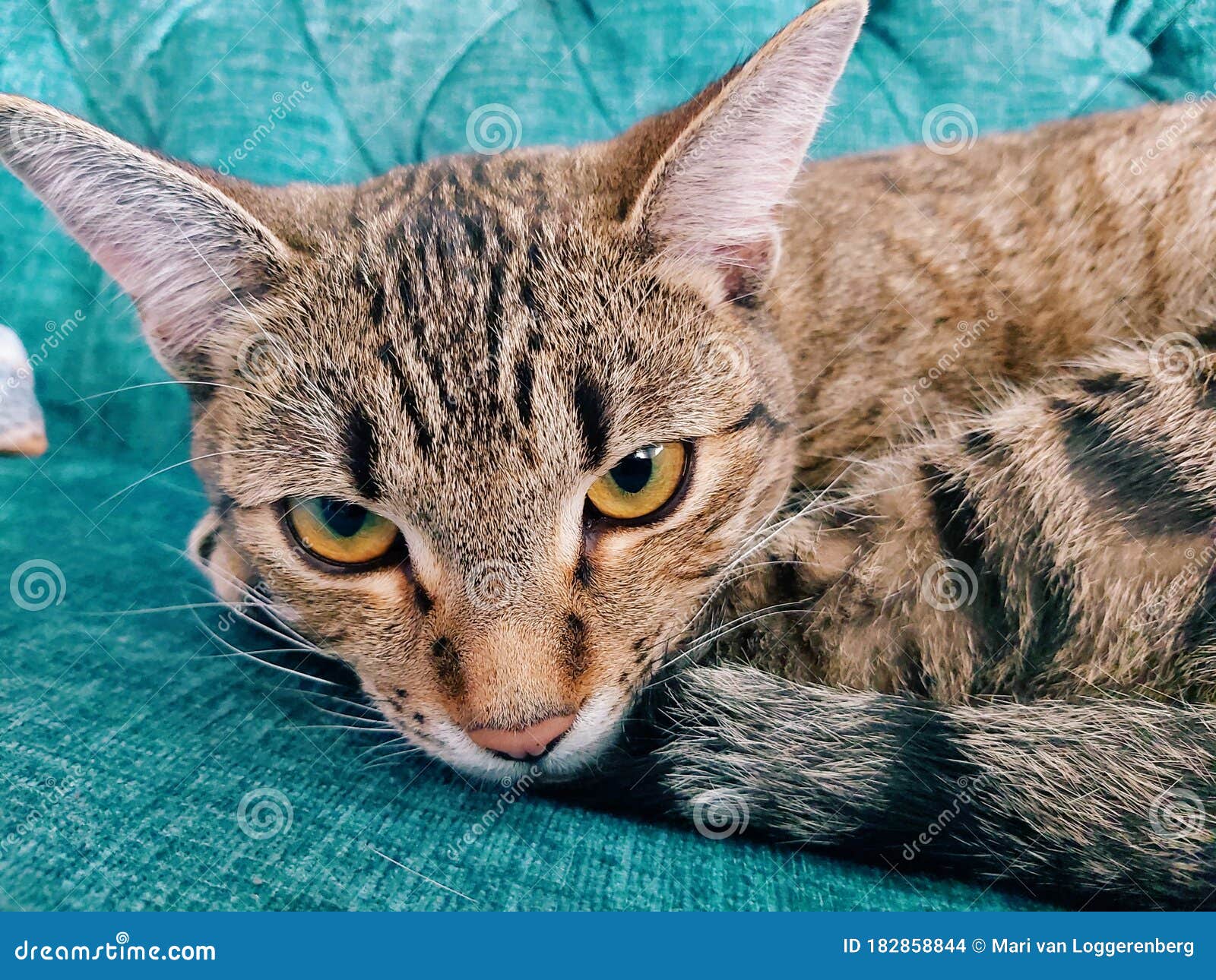Cat on blue sofa stock photo. Image of blue, sofa, brown - 182858844