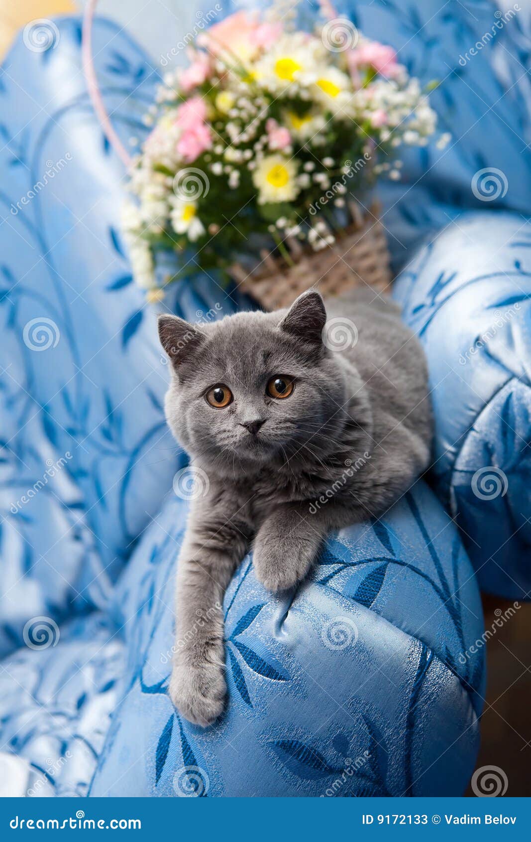 5,359 Cat Blue Sofa Stock Photos - Free & Royalty-Free Stock Photos ...