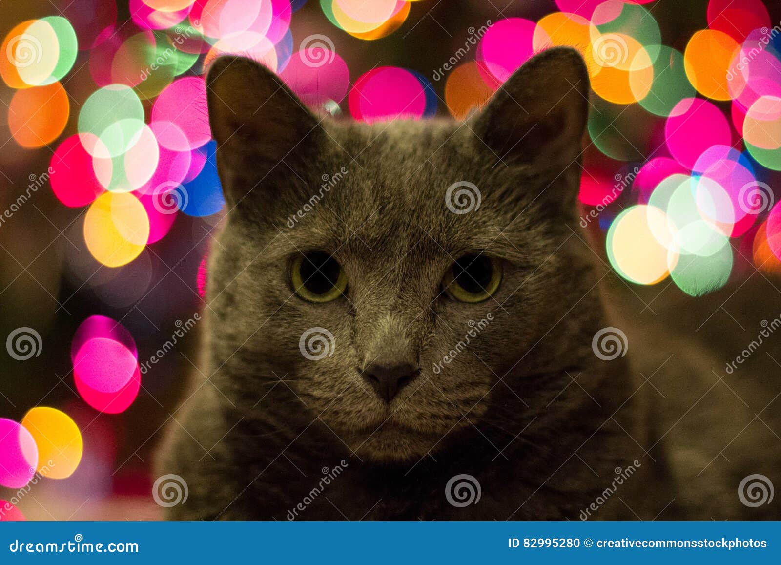 Cat With Blurred Background Picture. Image: 82995280