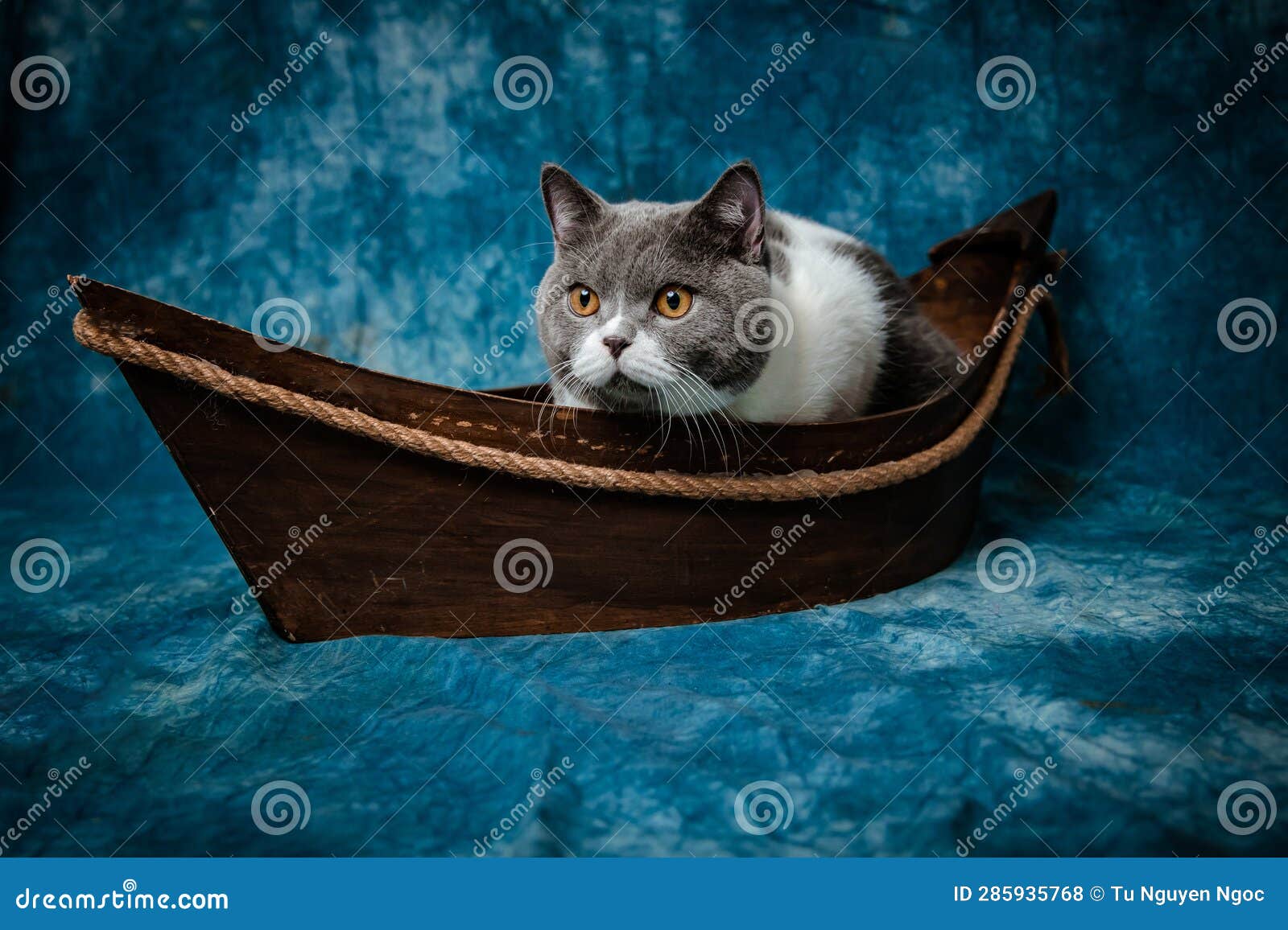 Cat in blue ocean stock photo. Image of boat, animal - 285935768