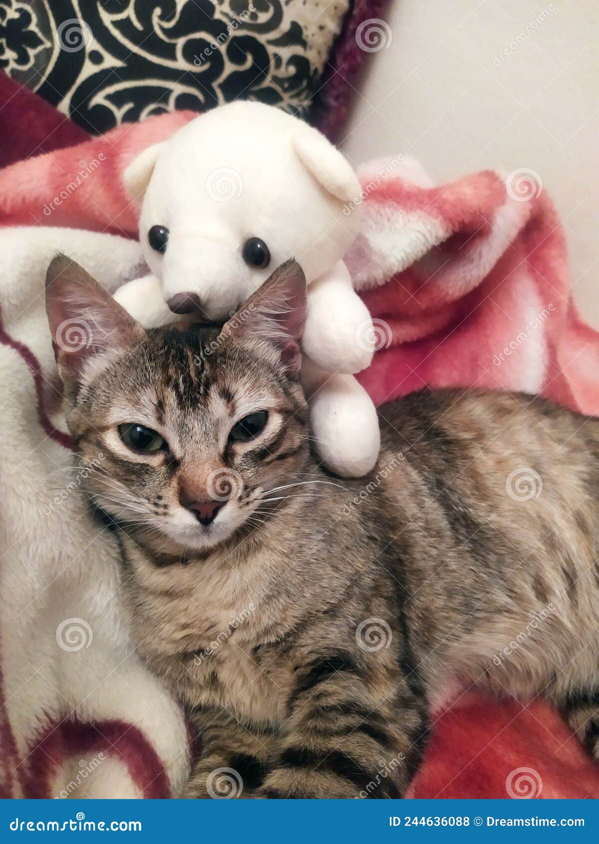 Cat bobbie cute love play stock photo. Image of cute - 244636088