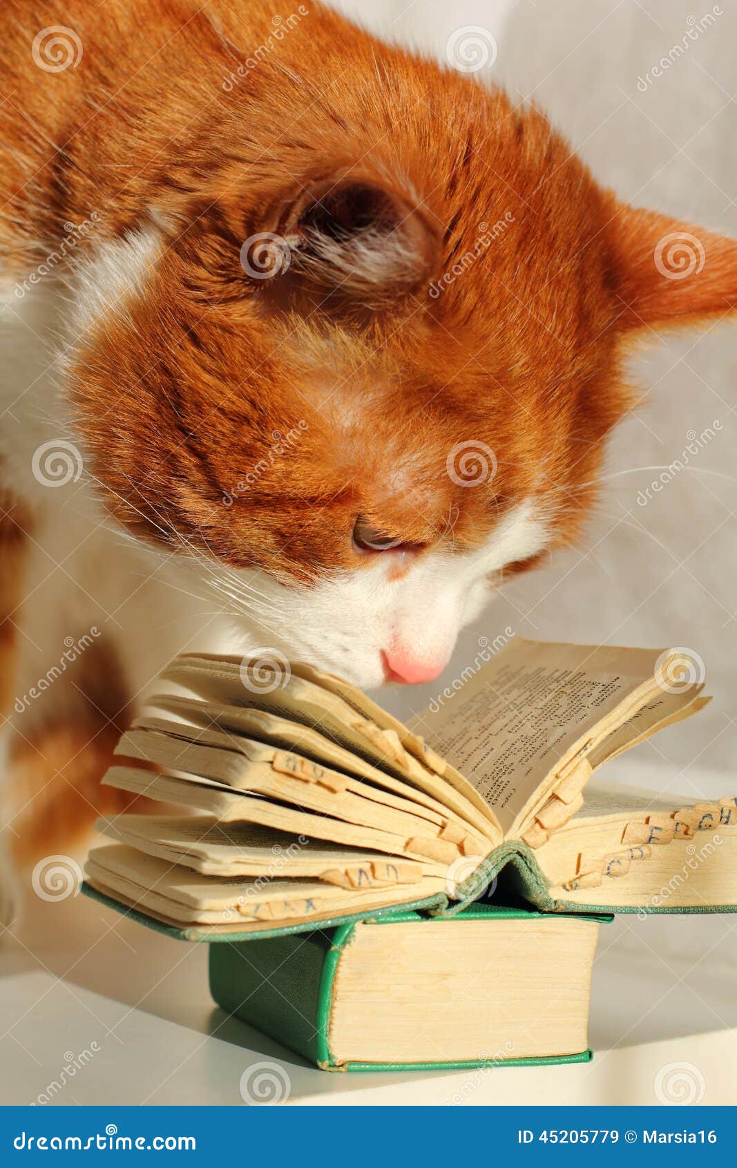 Cat with Book stock image. Image of curious, fluffy, funny - 45205779