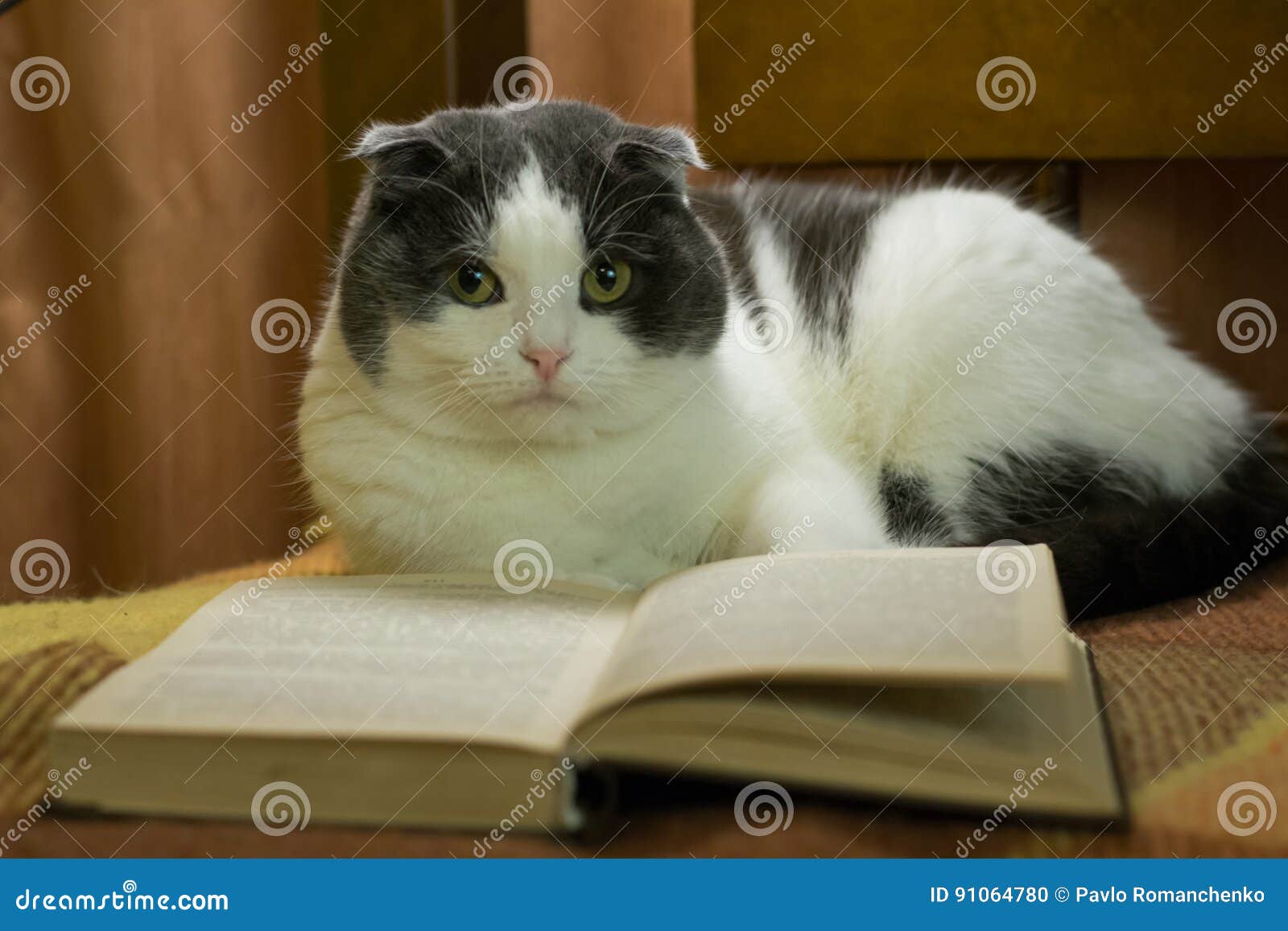 Cat with book stock photo. Image of publication, nose - 91064780