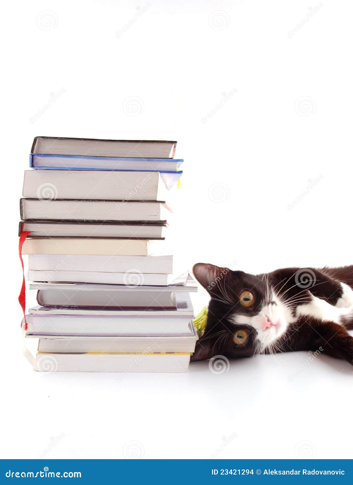 Cat with books stock photo. Image of relaxed, laying - 23421294