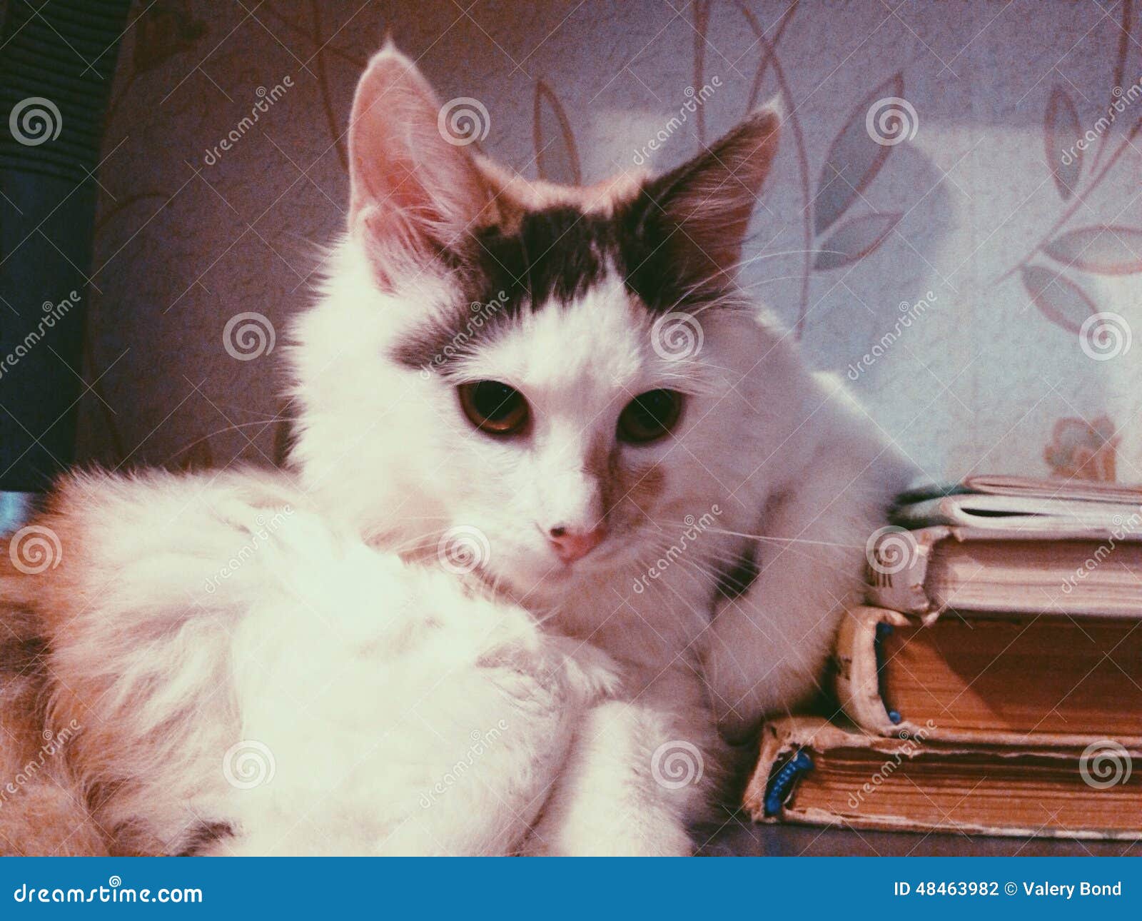 Cat and Books stock photo. Image of little, kitty, white - 48463982