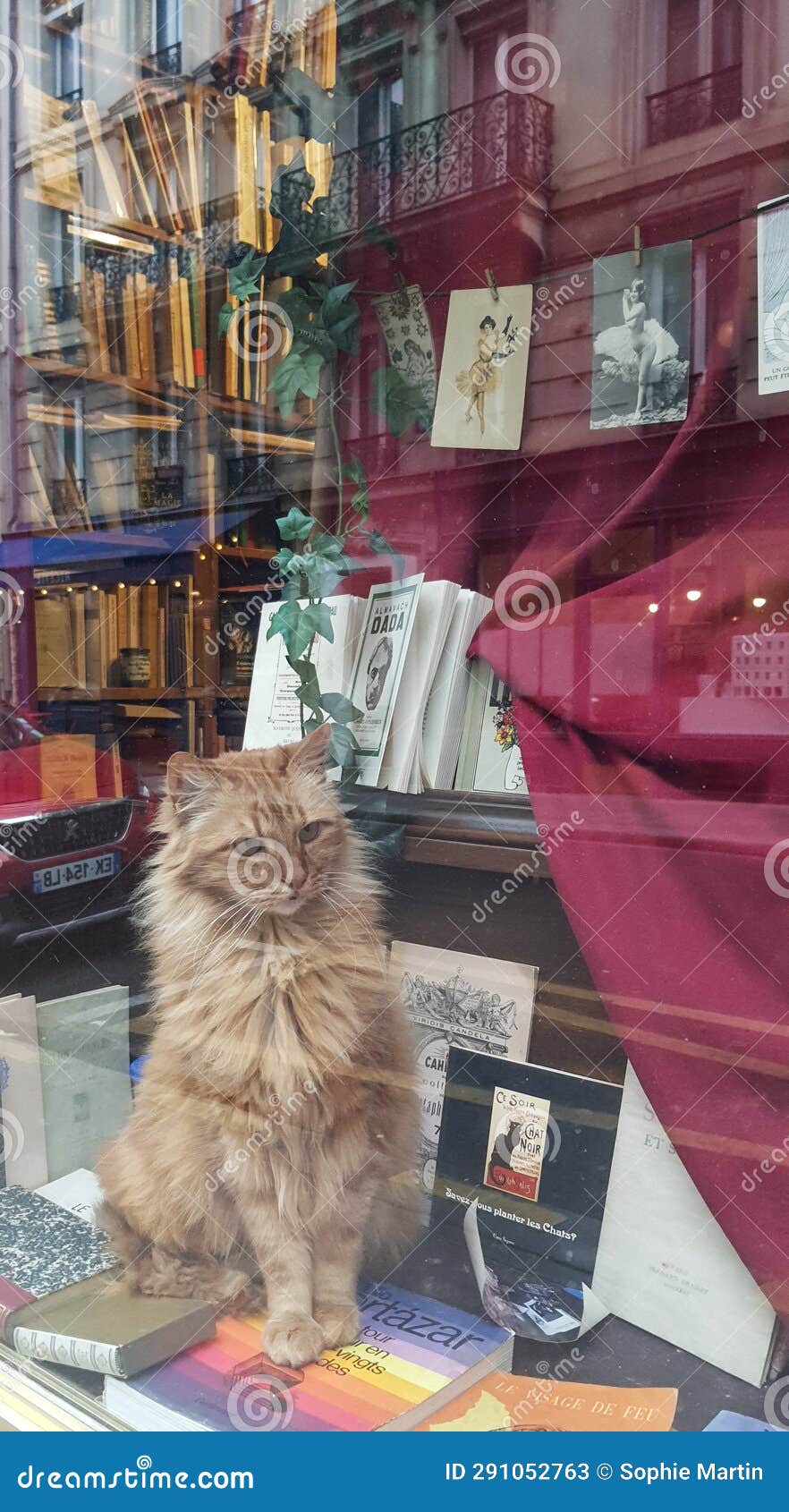Cat in a bookshop editorial stock photo. Image of whiskers - 291052763