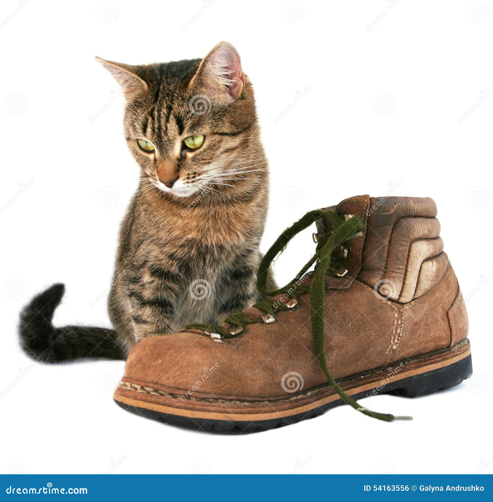 Cat and boot stock photo. Image of portrait, domestic - 54163556
