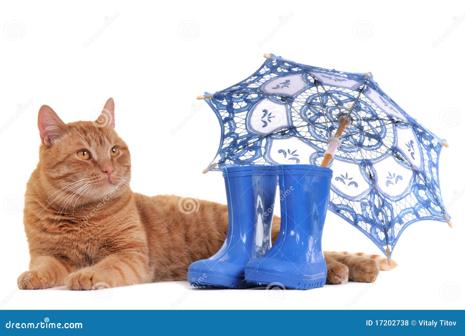 Cat with Boots and Umbrella Stock Photo - Image of shoe, humor: 17202738