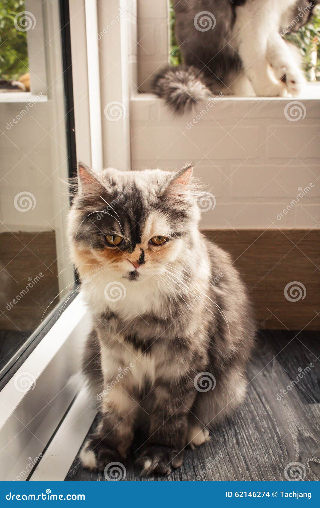 Cat. stock photo. Image of gold, shorthair, female, beautiful - 62146274