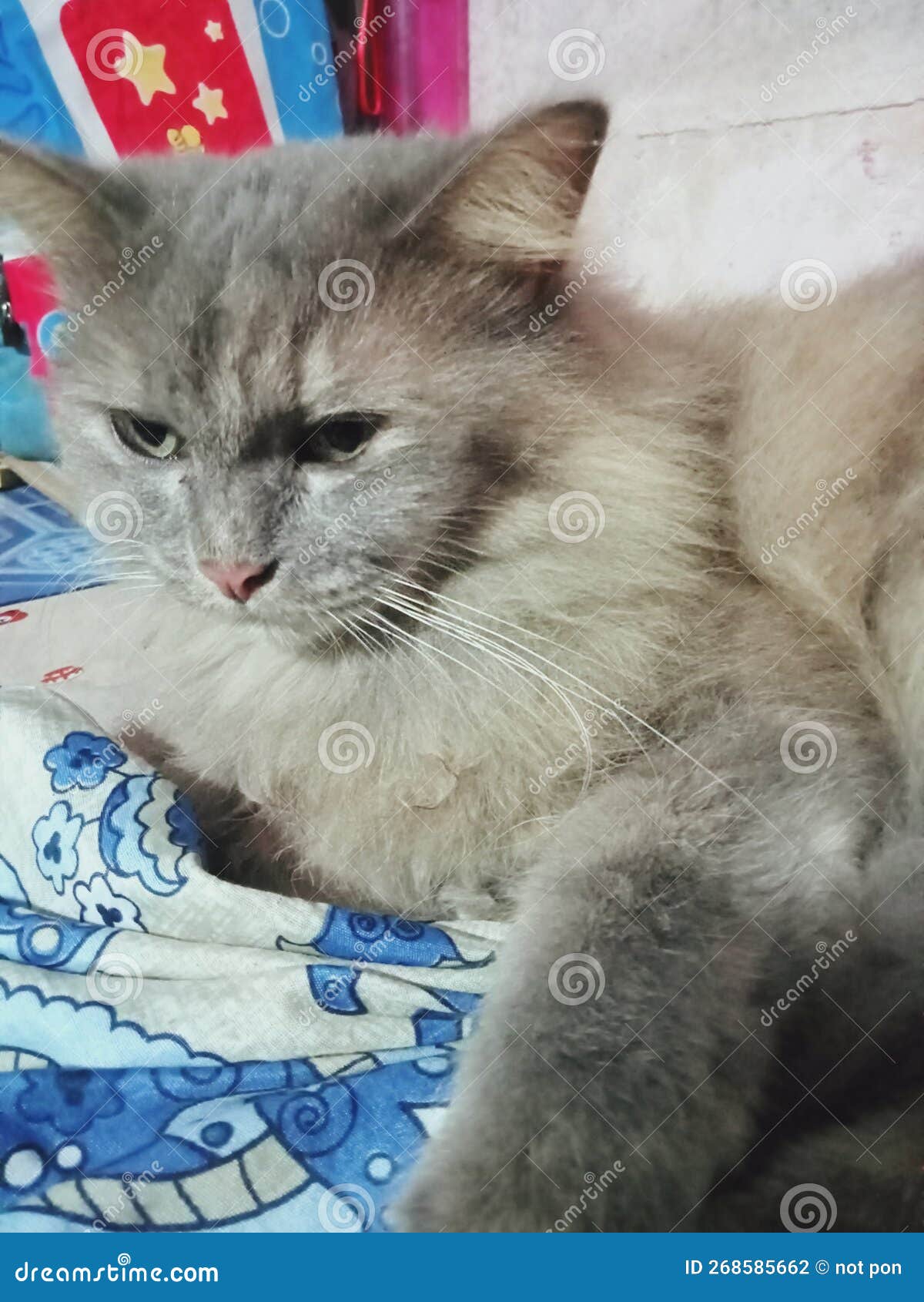 Cat and boring day stock photo. Image of wildcat, carnivore - 268585662