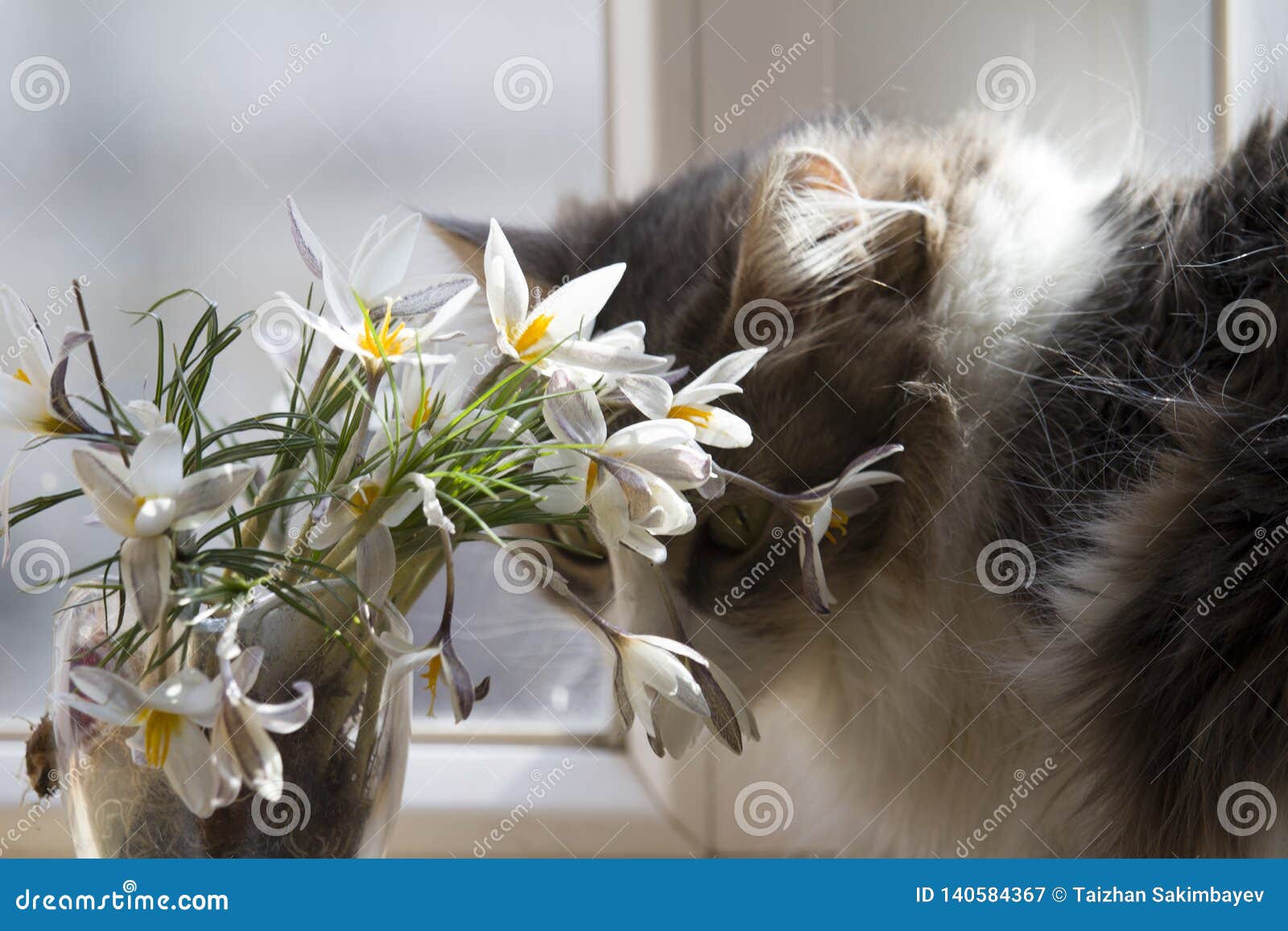 Cat and a Bouquet of Snowdrops Stock Image - Image of green, blue ...