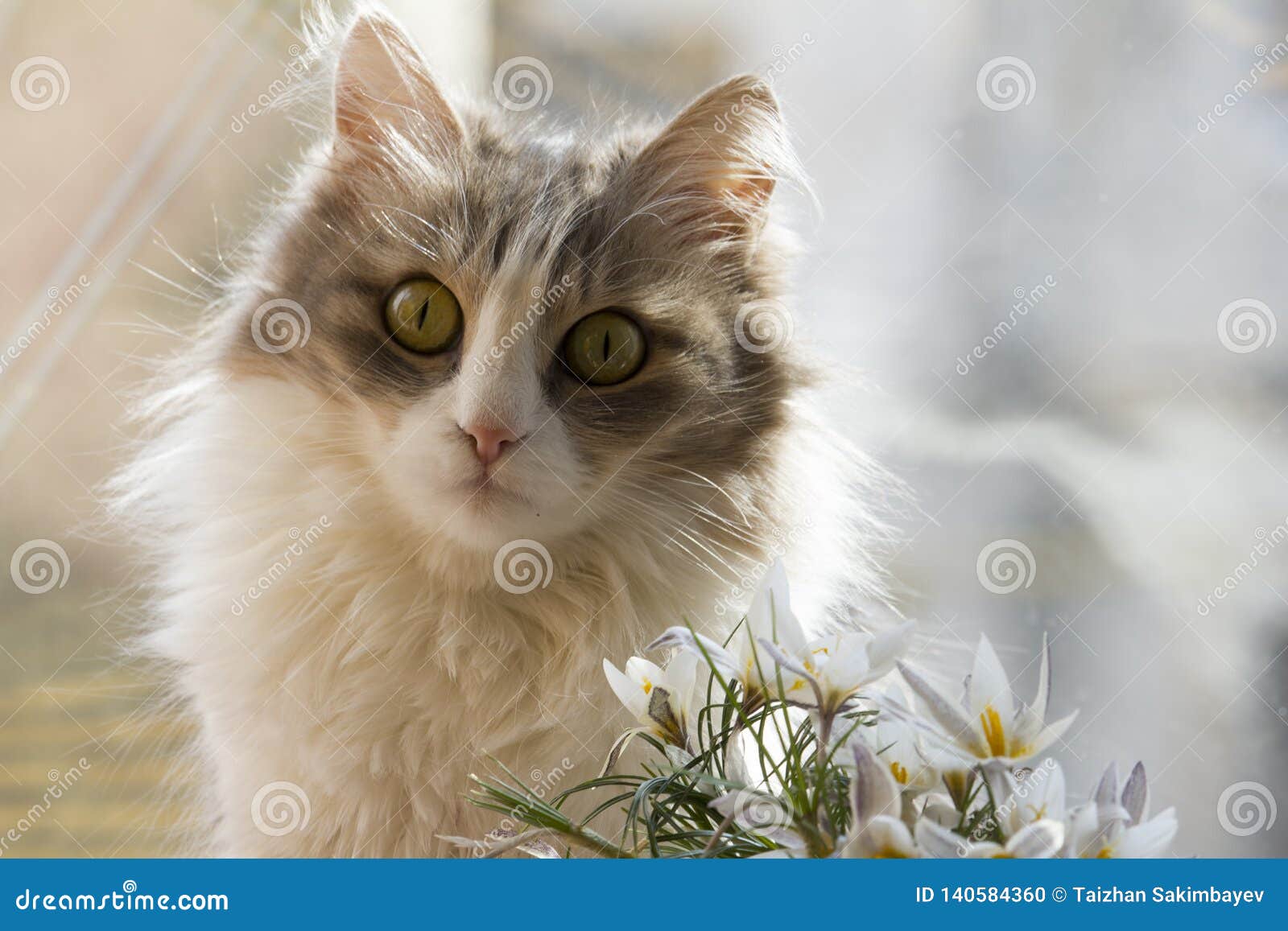 Cat and a Bouquet of Snowdrops Stock Photo - Image of cute, light ...