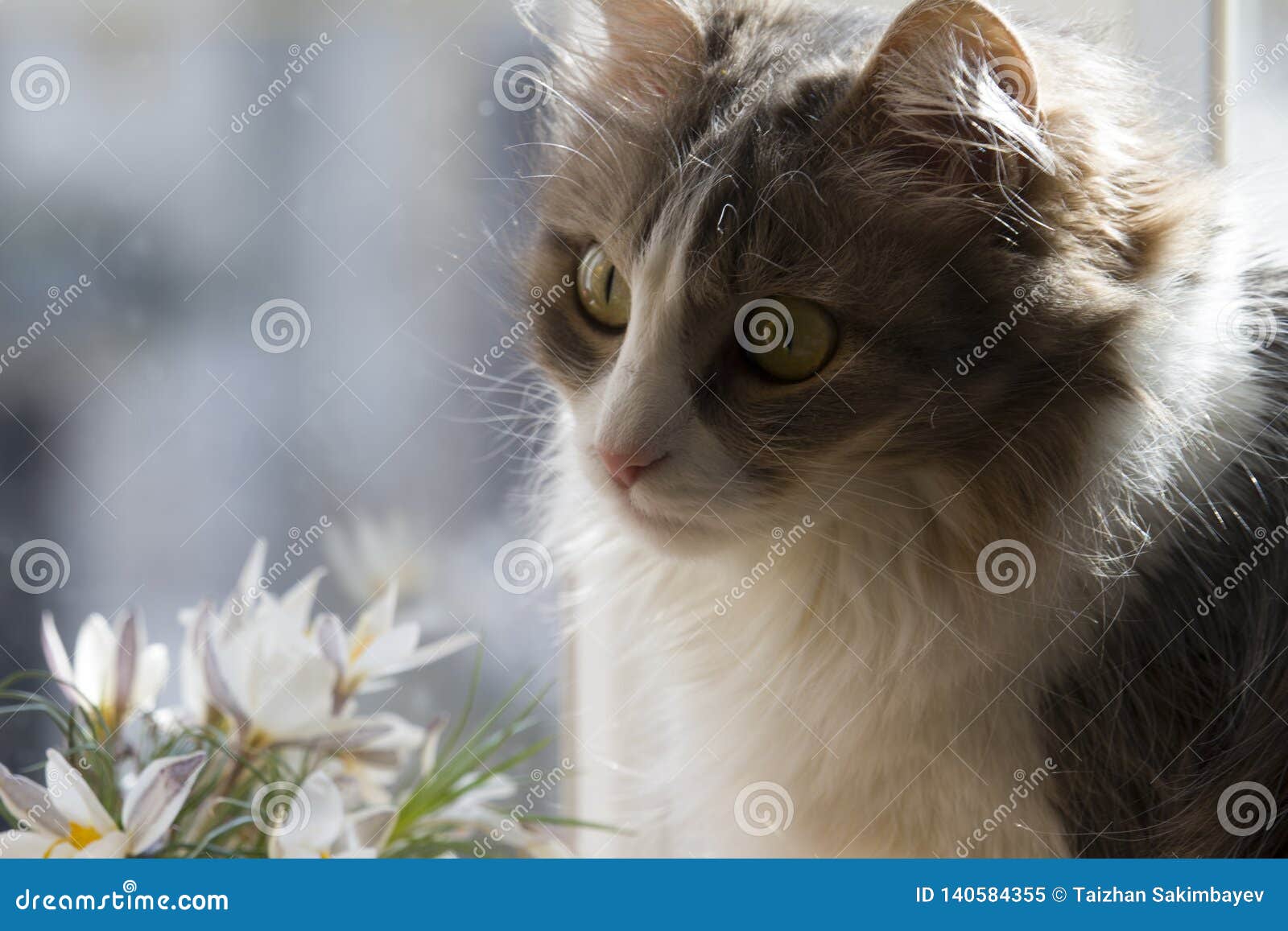 Cat and a Bouquet of Snowdrops Stock Image - Image of glass, kitten ...