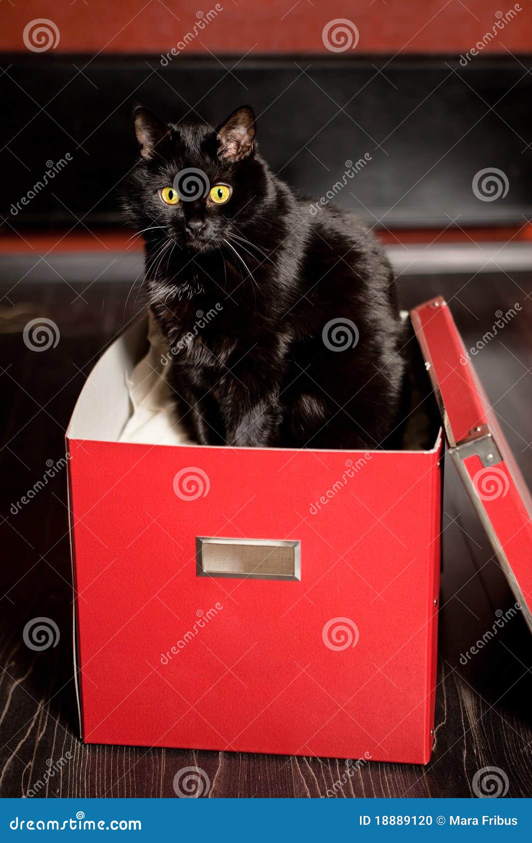 Cat in the box stock photo. Image of staring, cardboard - 18889120