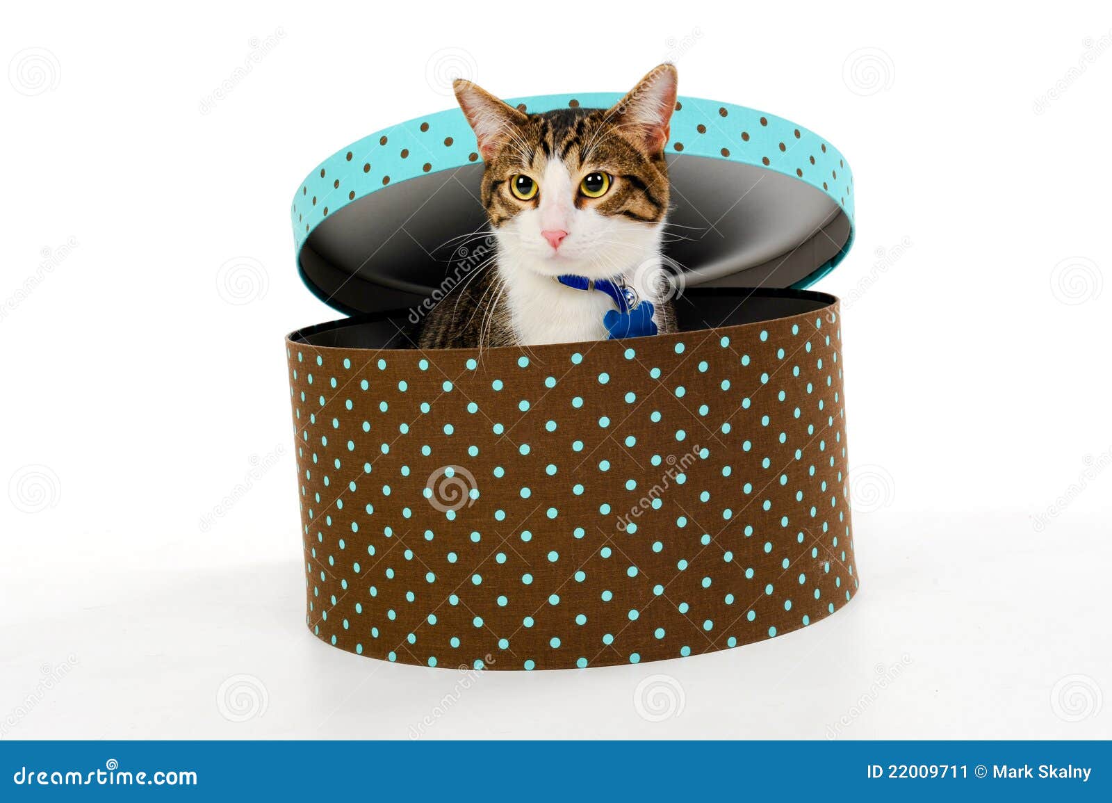 Cat in the box stock image. Image of close, horizontal - 22009711