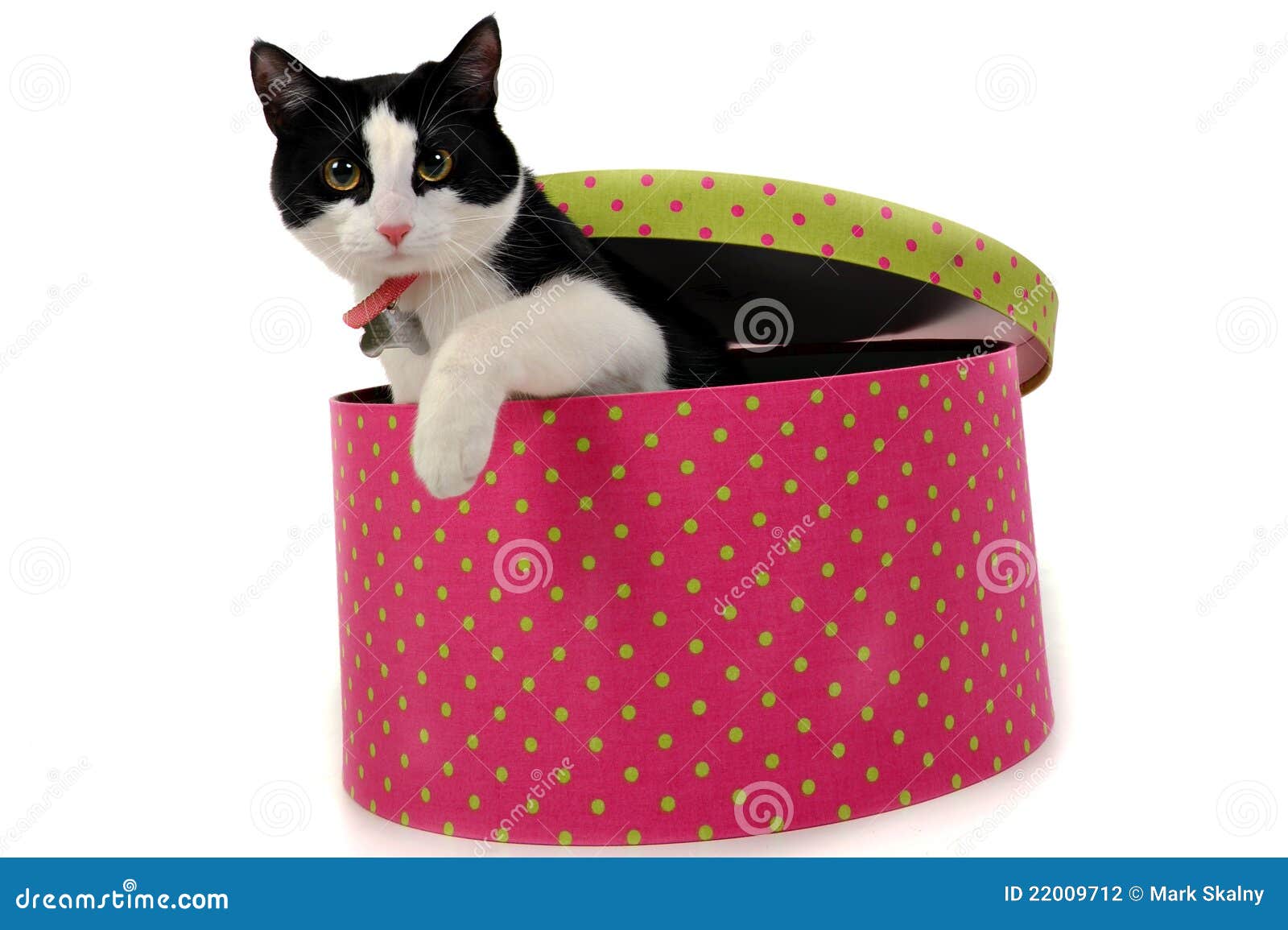 Cat in the box stock photo. Image of looking, white, kitten - 22009712