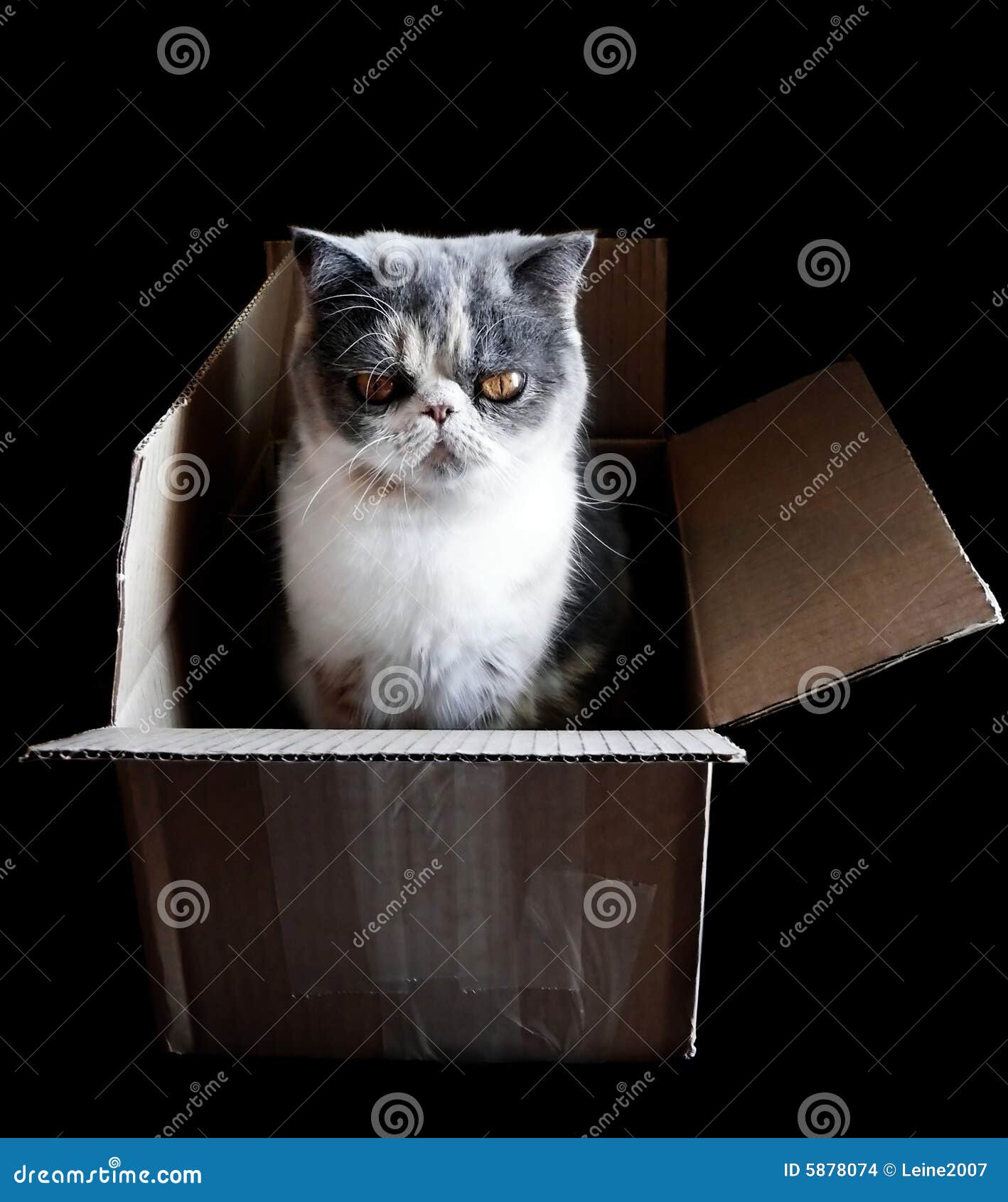 Cat in box stock photo. Image of packing, gift, isolated - 5878074
