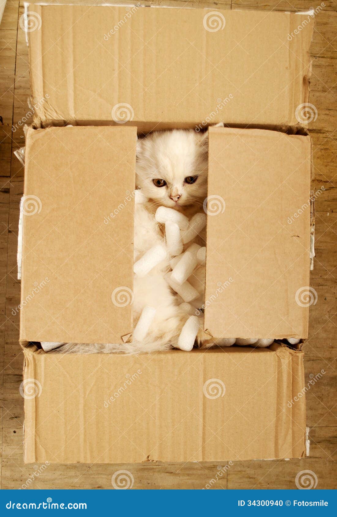 Cat in a box stock photo. Image of funny, package, present - 34300940