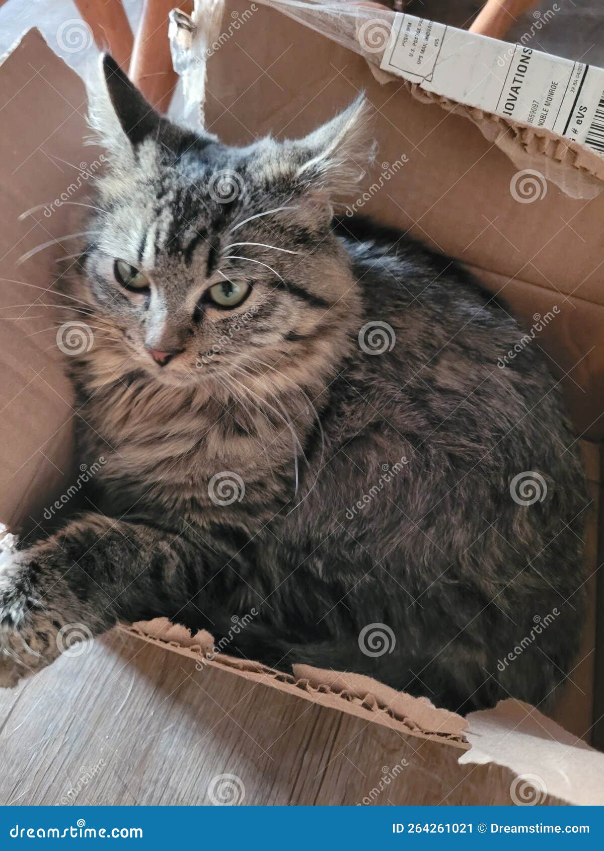 Cat in the box editorial photo. Image of wildcat, kitten - 264261021