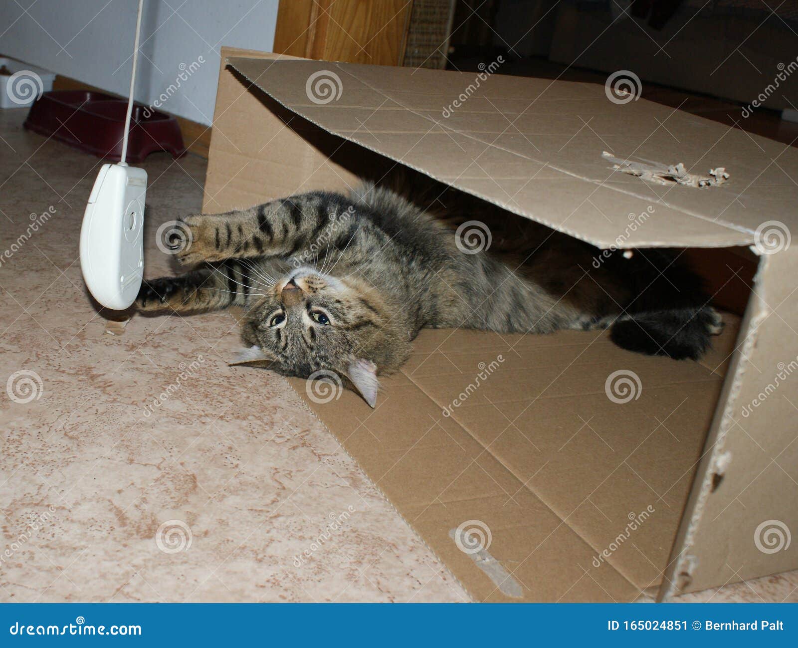 Cat in a Box Catching a Computer Mouse Stock Image - Image of grey ...