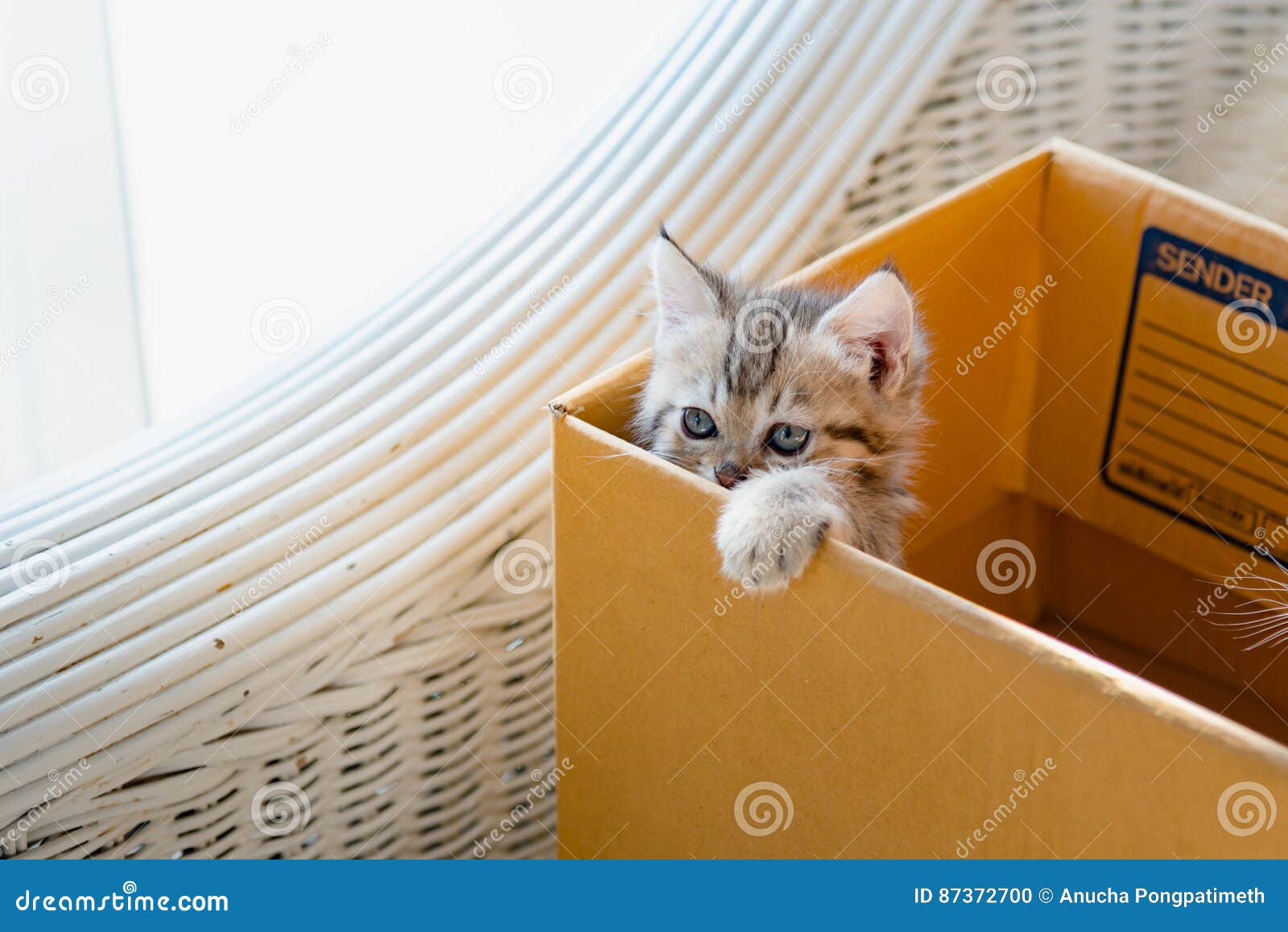 Cat in the box stock photo. Image of cats, kittens, little - 87372700