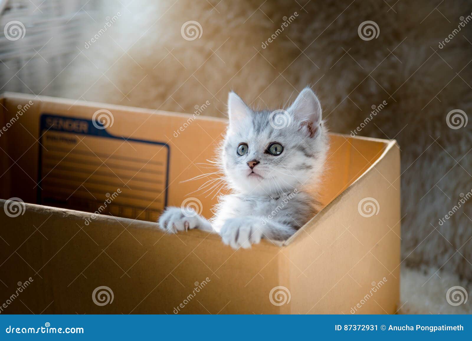 Cat in the box stock image. Image of animal, home, house - 87372931