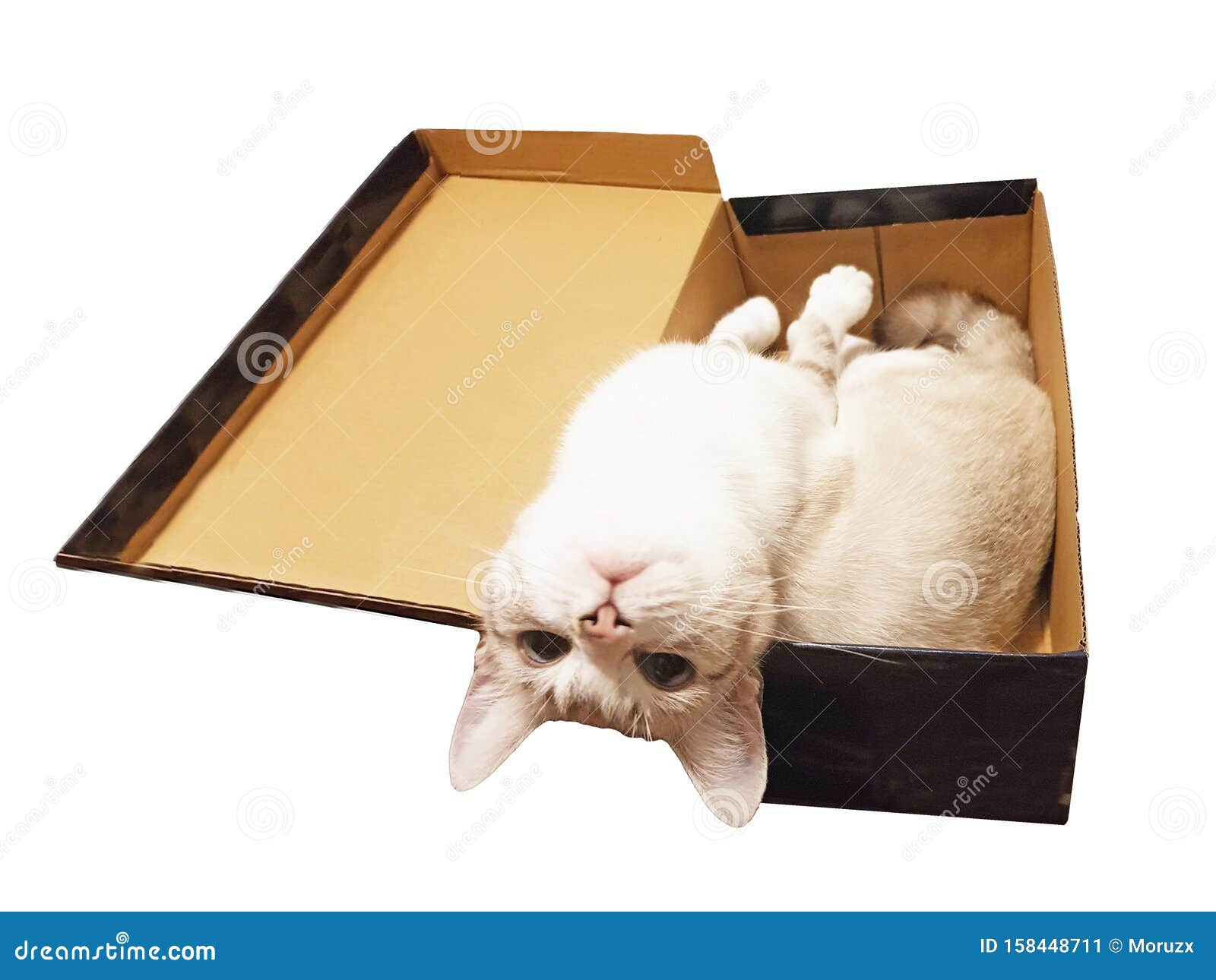 Cat in a Box Looking Over Head Stock Image - Image of head, looking ...