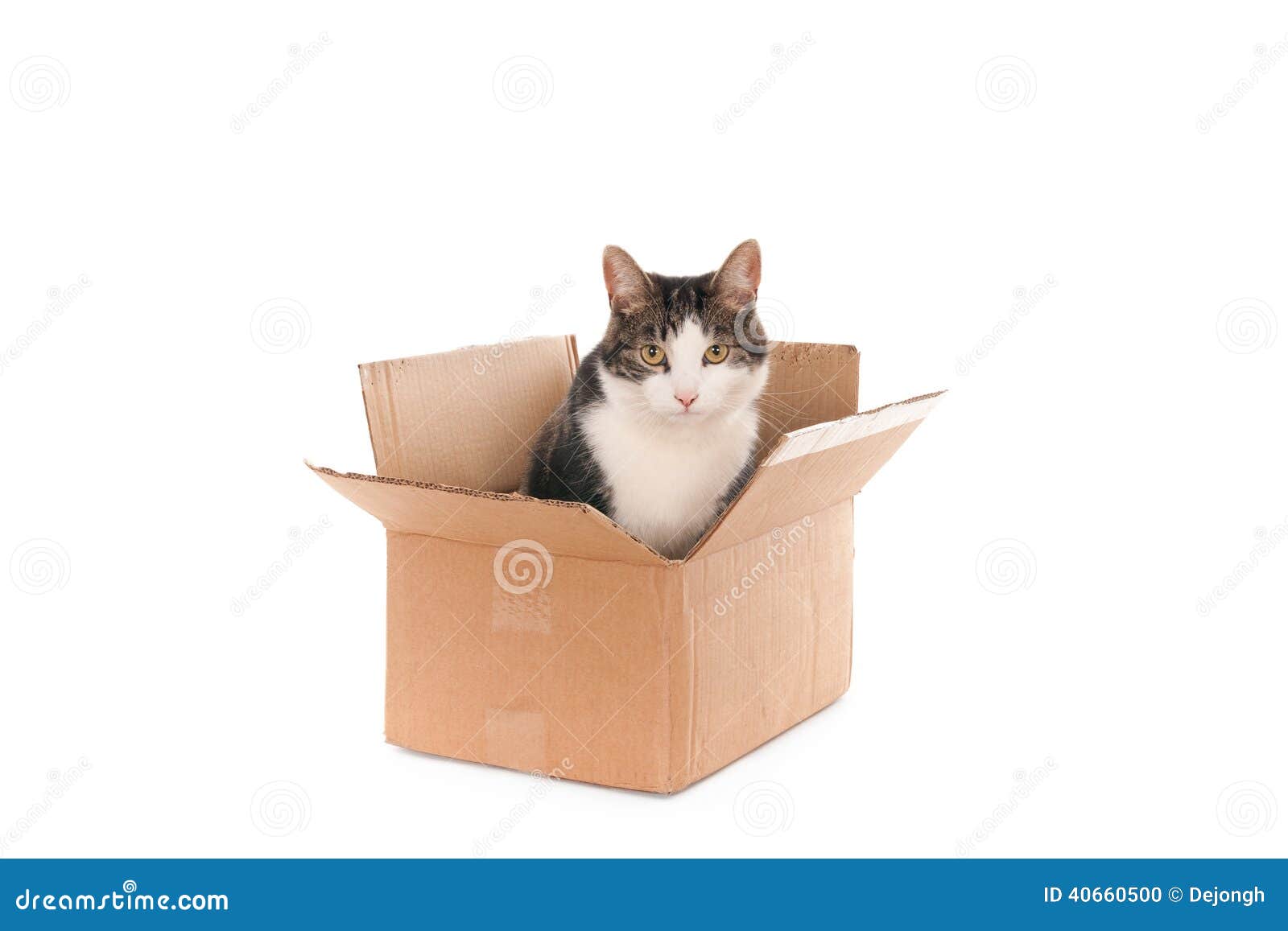 Cat in a box stock photo. Image of observe, look, airmail - 40660500