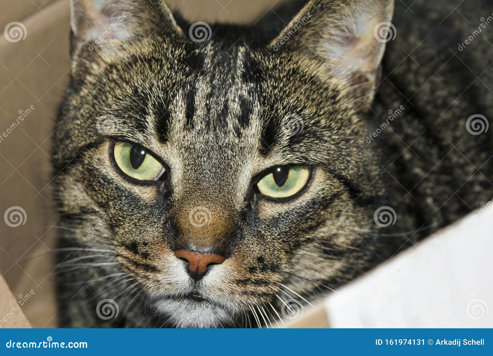 A Cat in a Box or Packet. Cats Love Packaging Stock Image - Image of ...