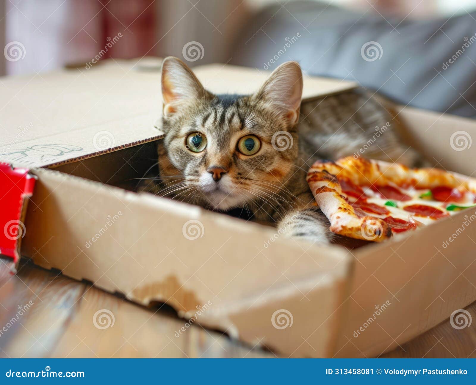A cat in a box with pizza stock image. Image of medium - 313458081