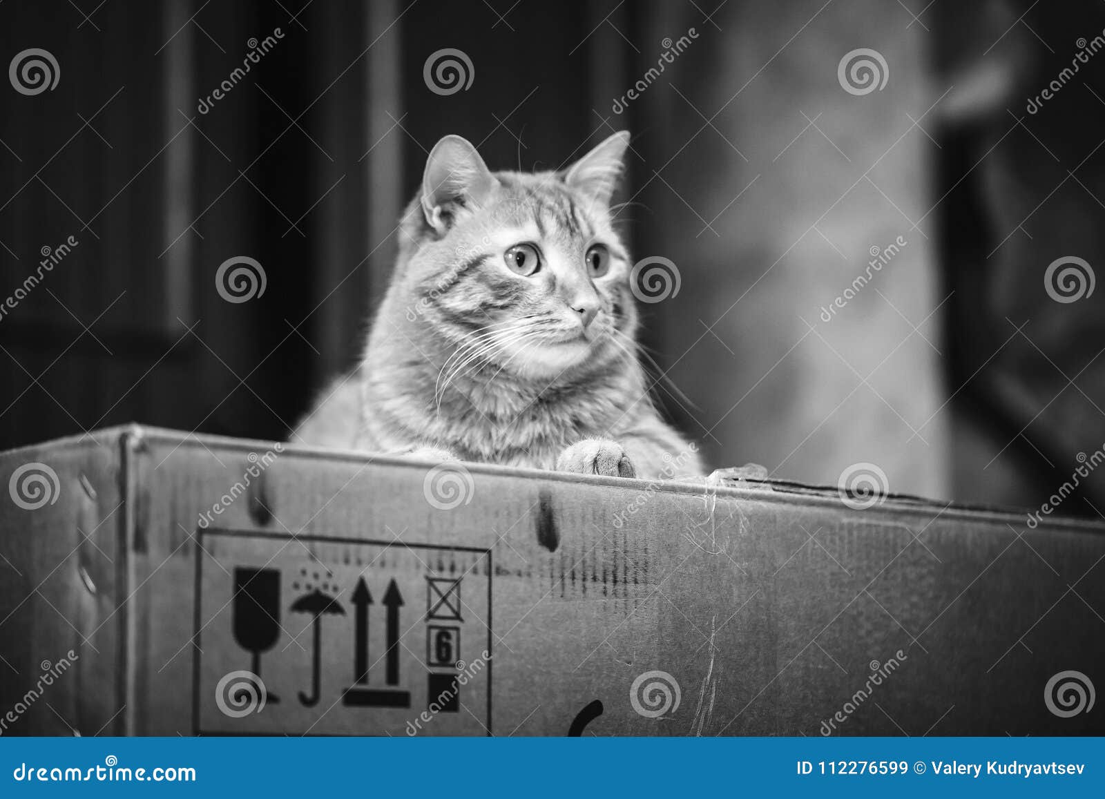 Cat in the Box stock image. Image of lush, catus, funny - 112276599