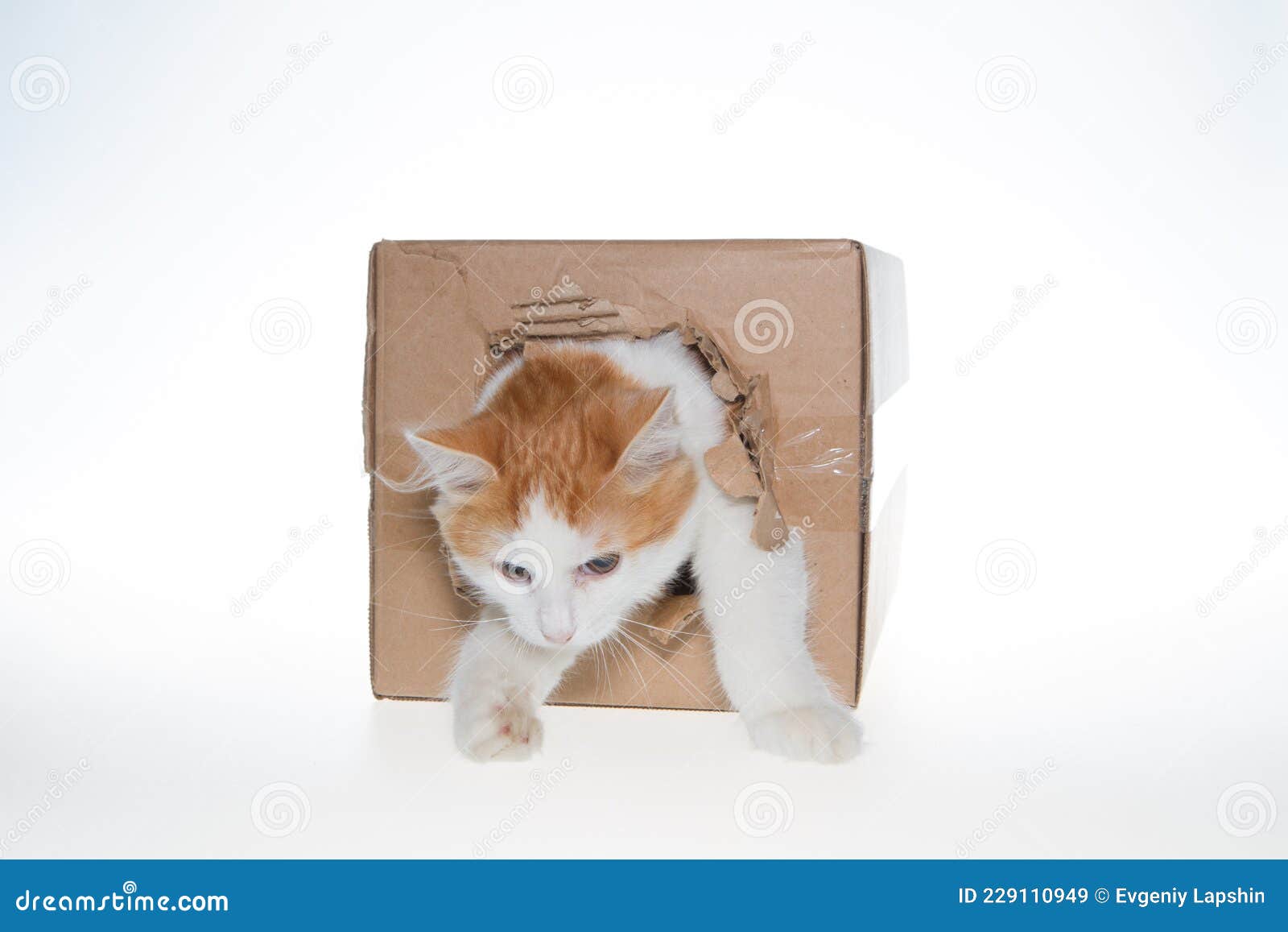 A Cat in a Box. a Cat is Playing in a Cardboard Box on a White ...