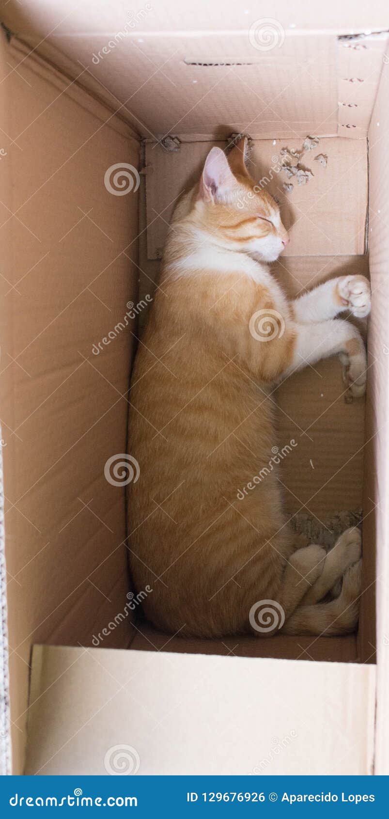 Cat in the box stock photo. Image of cardboard, taking - 129676926