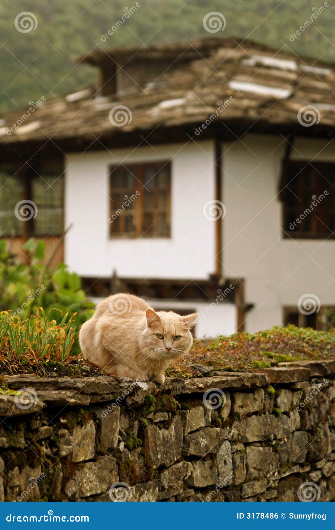 Cat in Bozenci, Bulgaria stock photo. Image of antiquated - 3178486