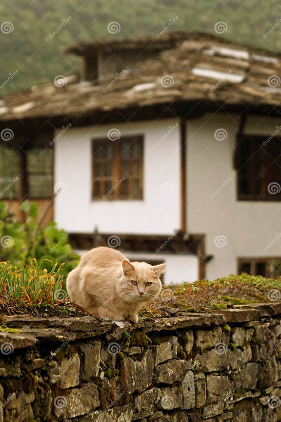 Cat in Bozenci, Bulgaria stock photo. Image of antiquated - 3178486